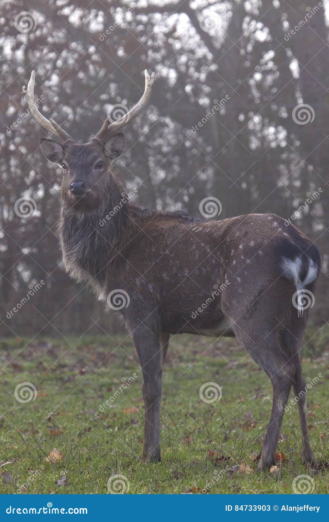 Indian Hog Deer Stag stock image. Image of herbivore - 84733903