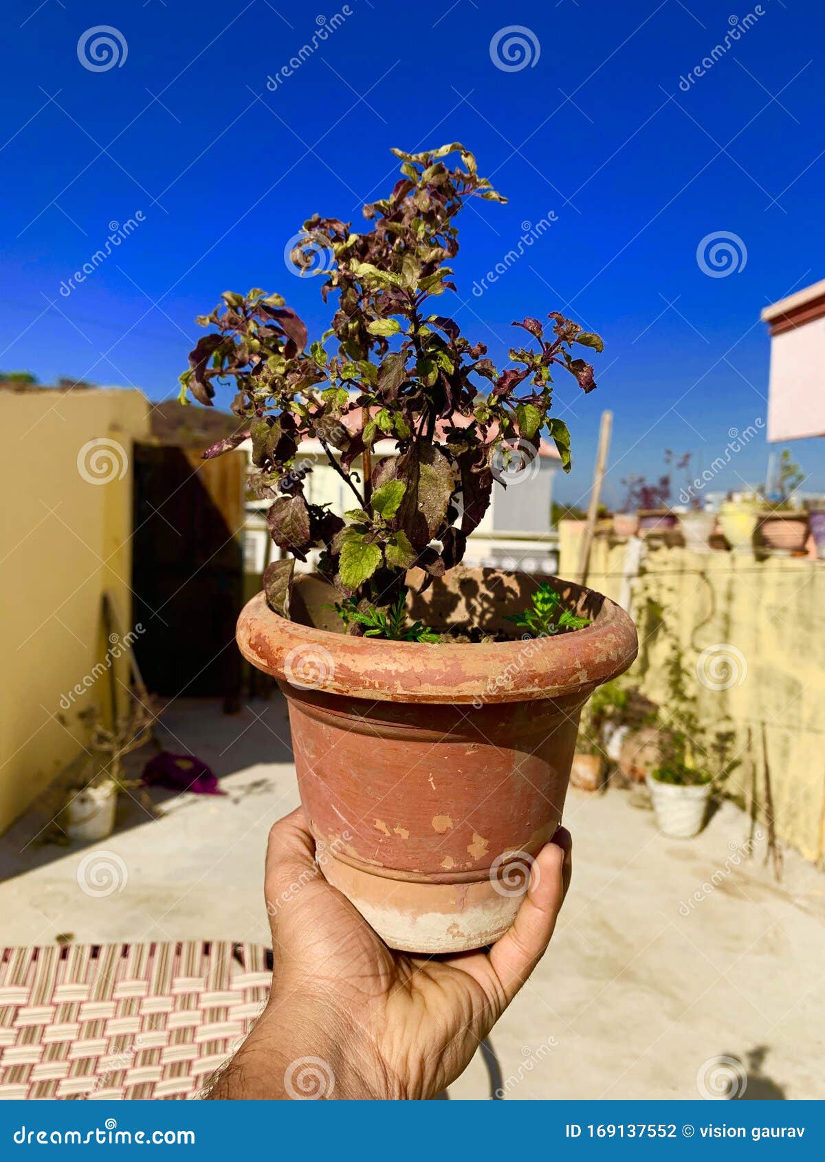 Indian holy basil stock photo. Image of holybasil, tulsi - 169137552