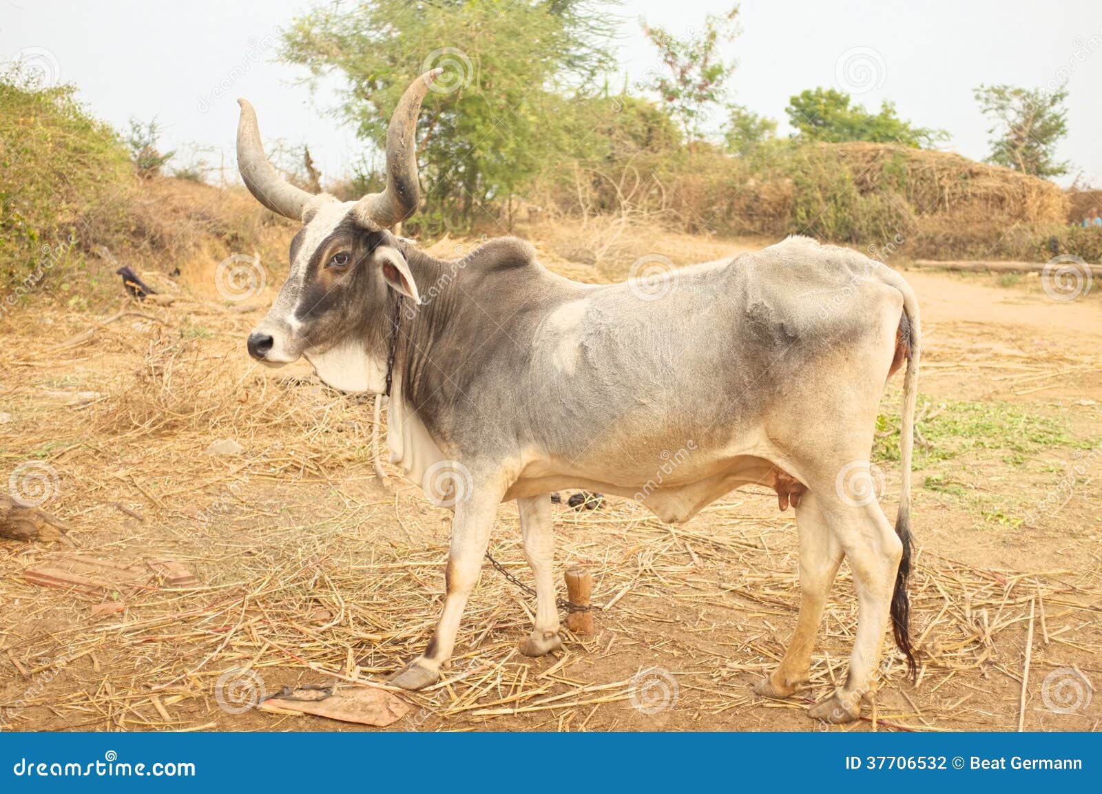 Indian holy cow stock photo. Image of bullock, zebu, hindu - 37706532