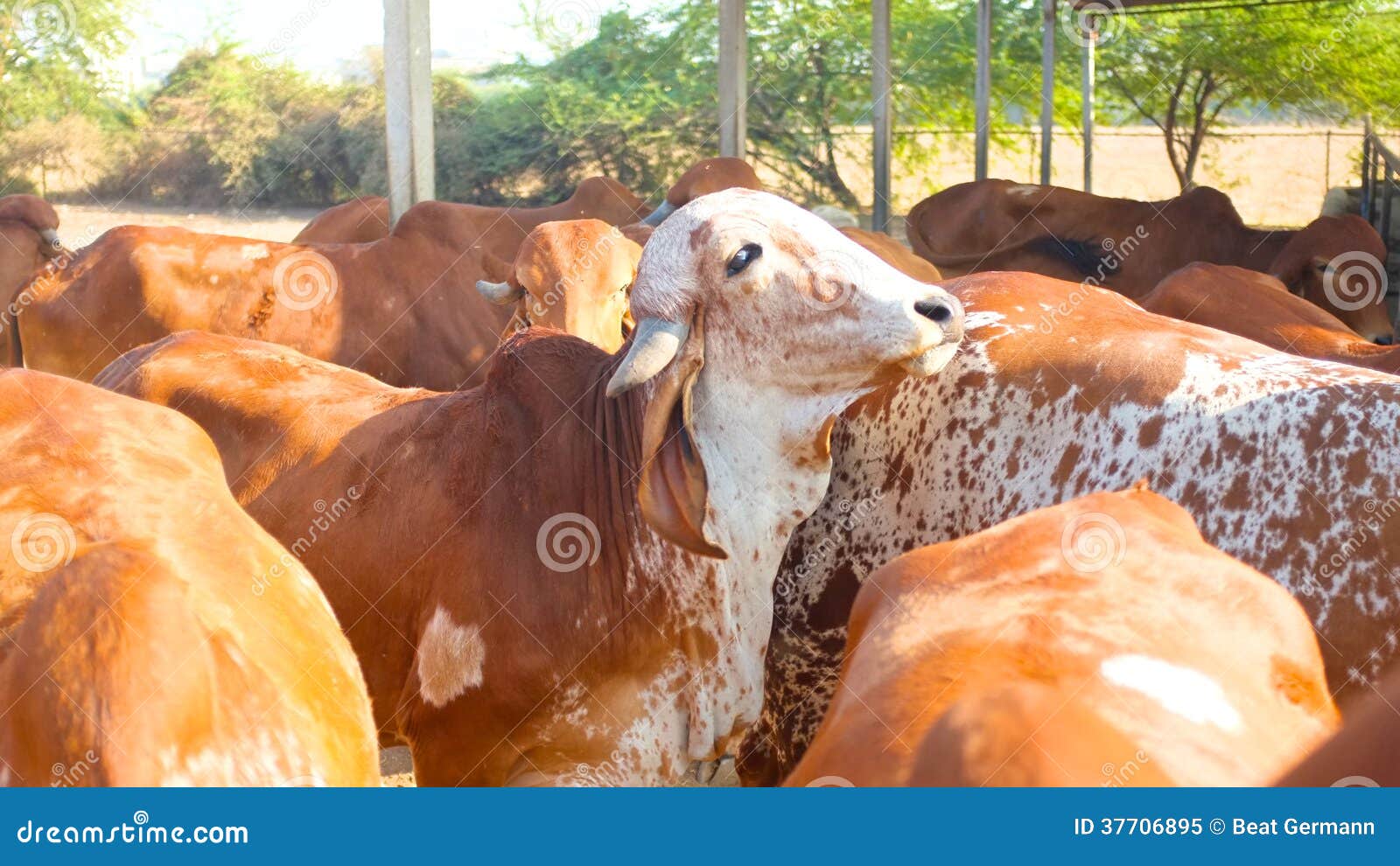 Indian holy cow stock image. Image of horn, decorated - 37706895