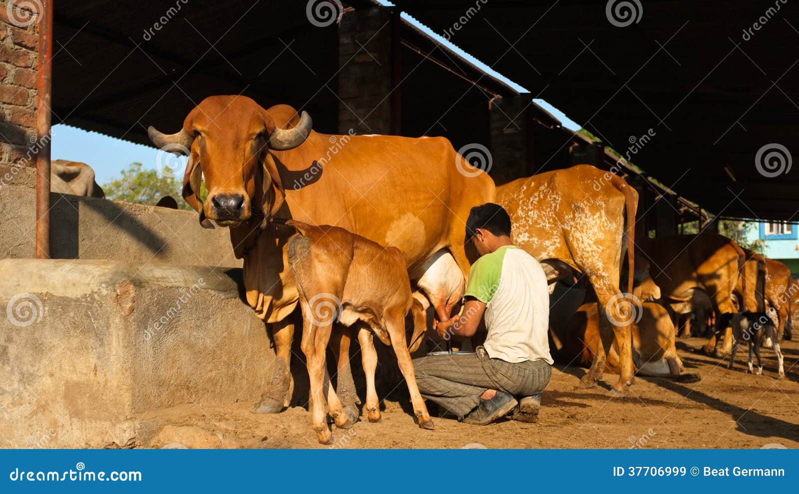 Indian holy cow editorial stock image. Image of hindu - 37706999