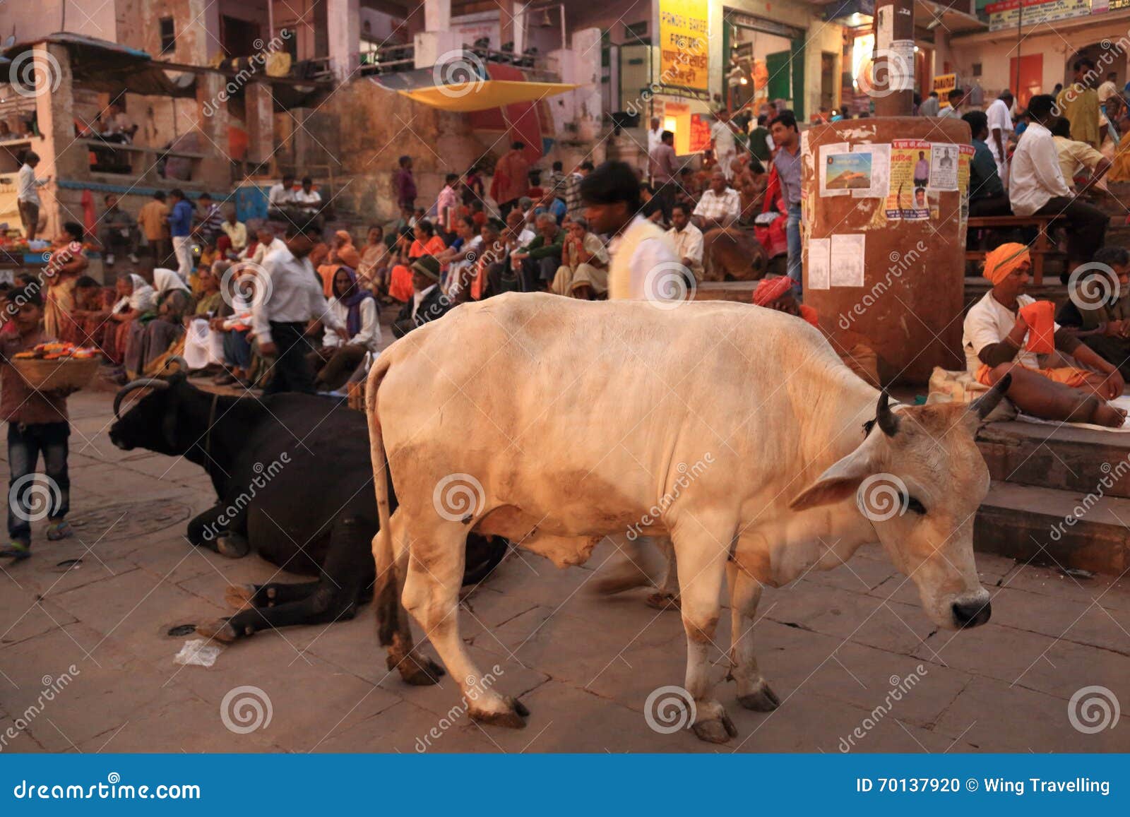 Indian holy cow editorial image. Image of hindu, cows - 70137920
