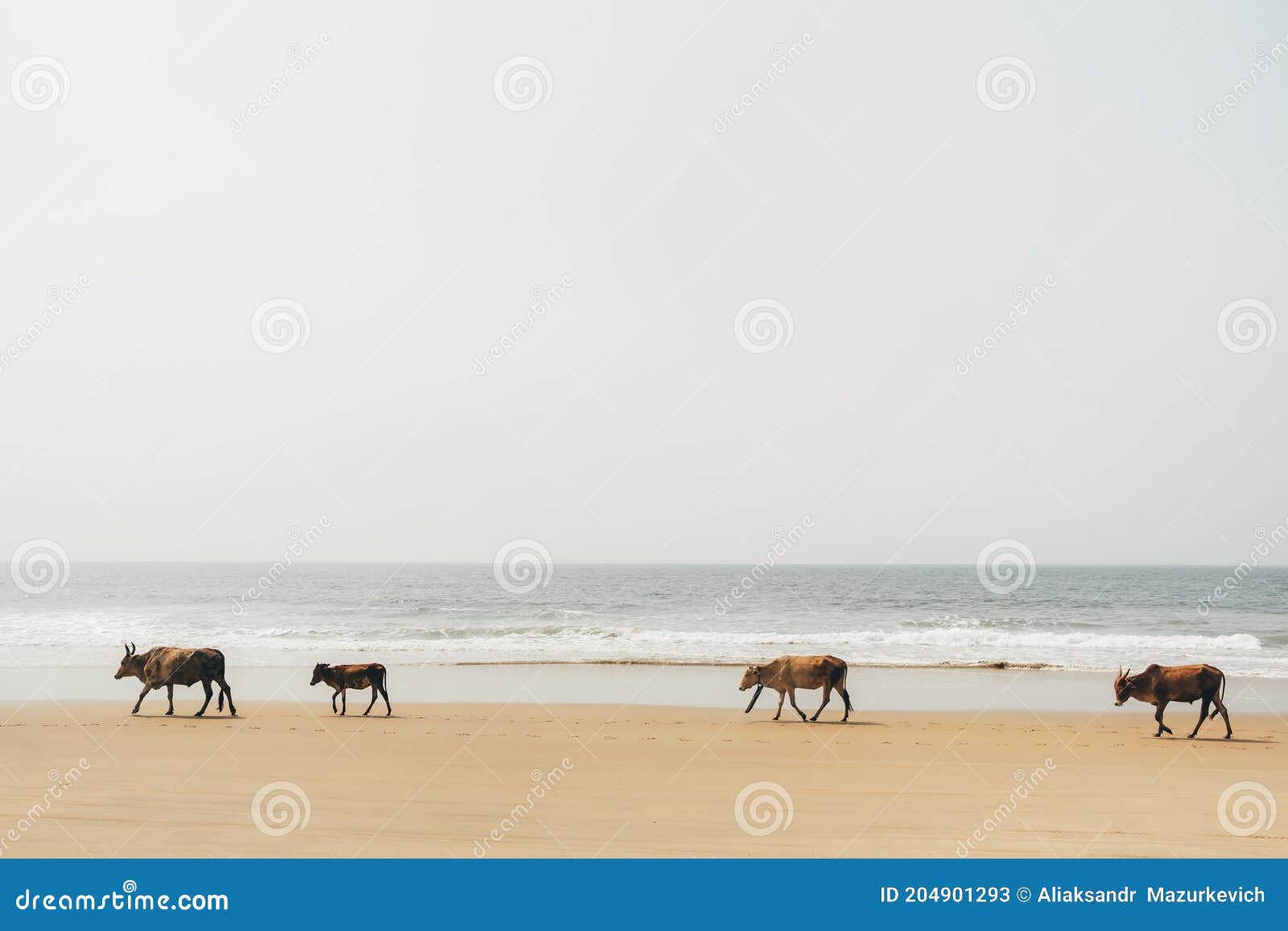 Indian Holy Cows Slowly Wander on an Empty Beach in Goa Stock Image ...