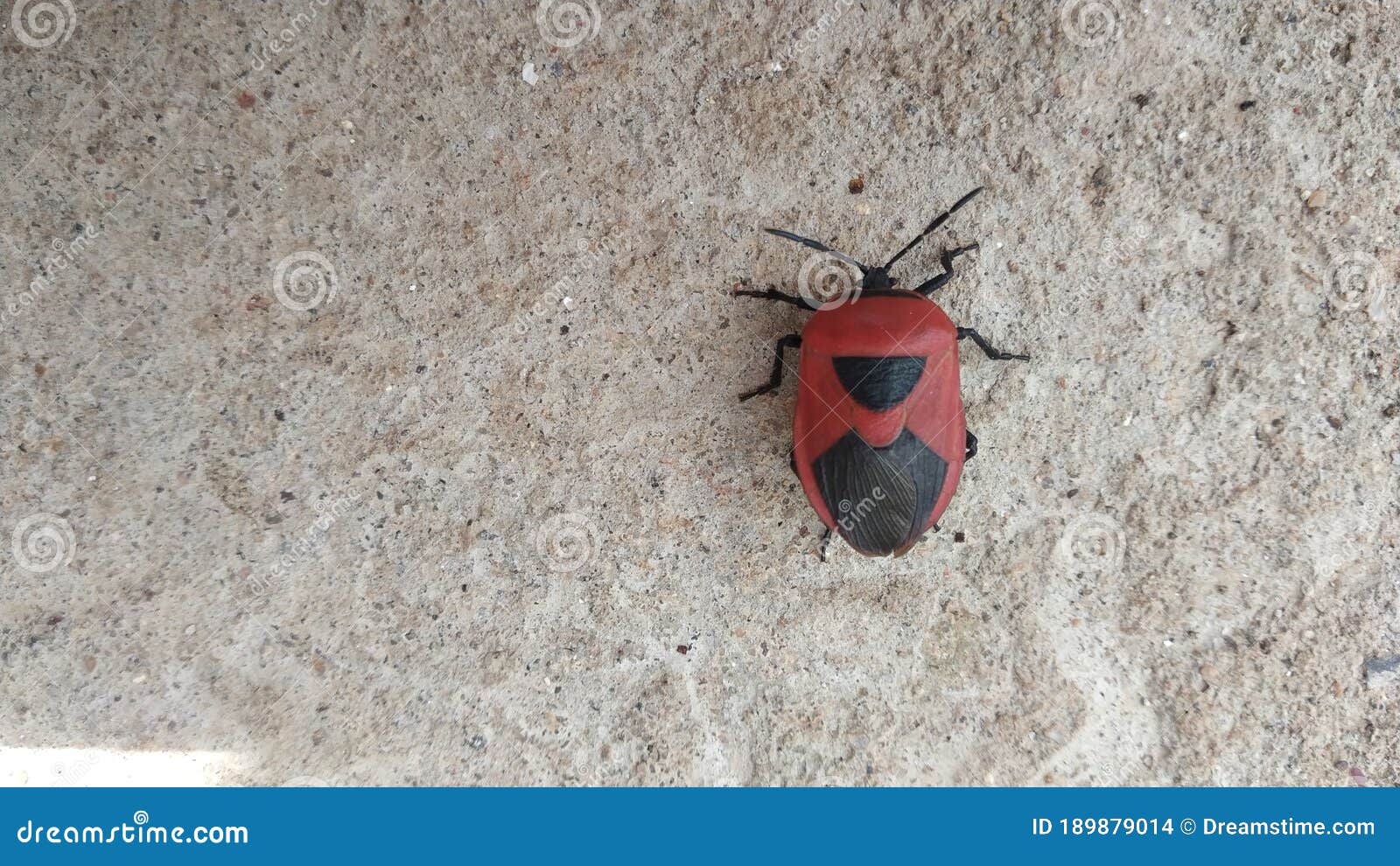 Indian Garden Firebug Insect in Garden in Monsoon Season in Afternoon ...