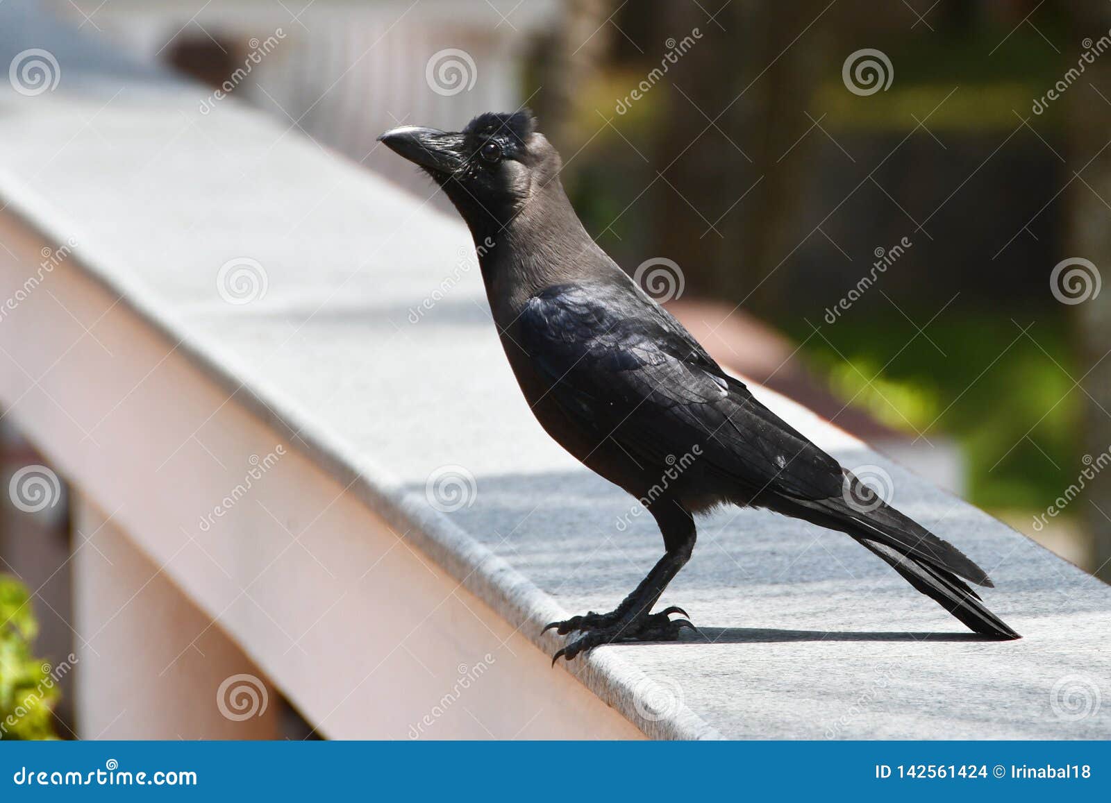 Indian House Crow Shiny Crow. Corvus Splendens Stock Photo - Image of ...