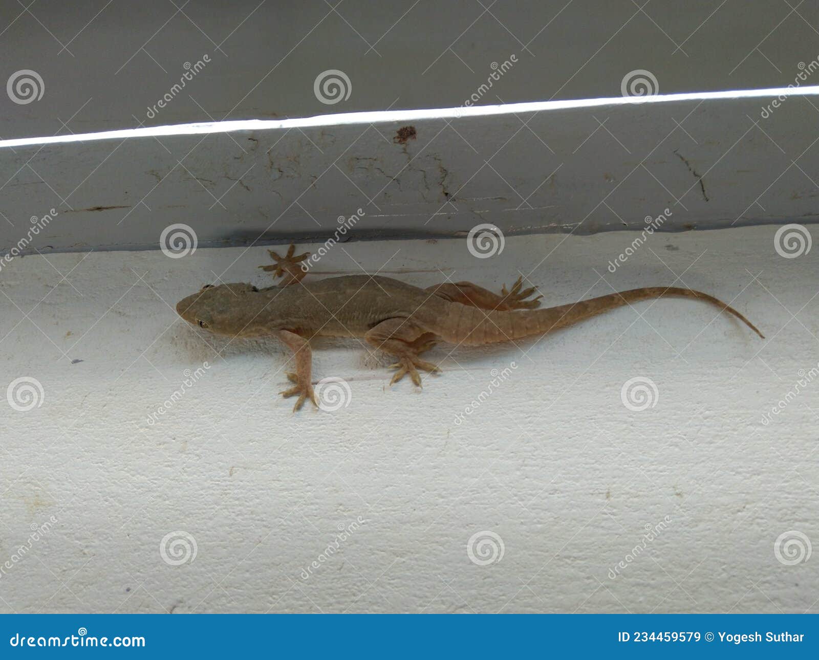 Indian house gecko. stock image. Image of wildlife, indian - 234459579