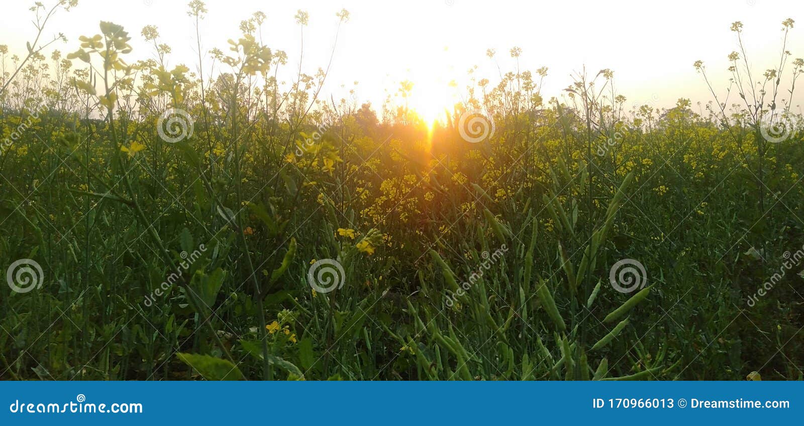 This is a Indian Image Forming Stock Image - Image of feald, meadows ...