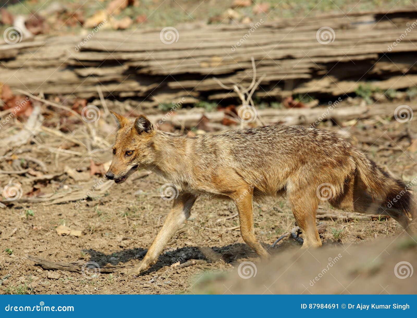 Indian Jackal stock image. Image of reserve, chordata - 87984691
