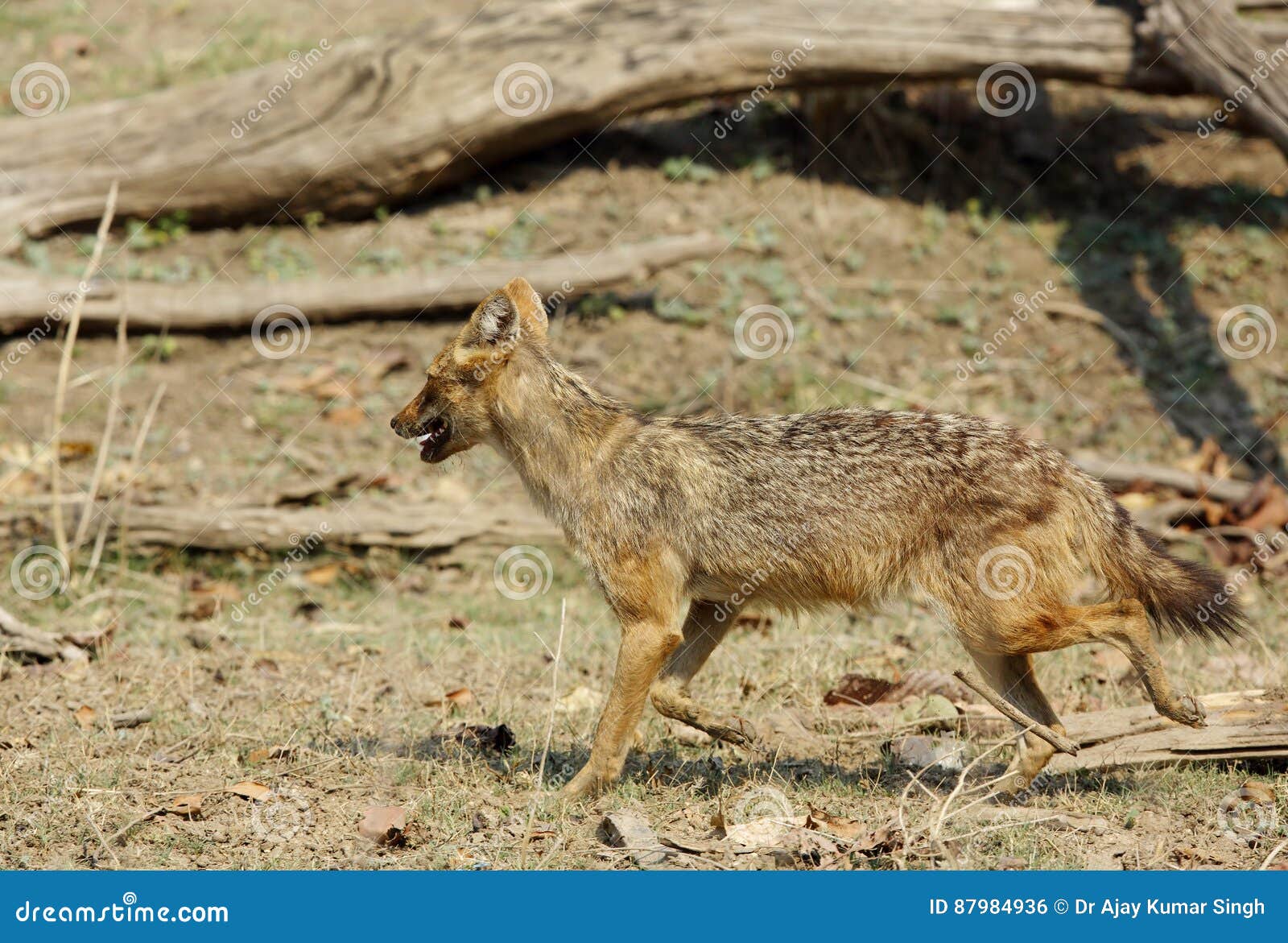 Indian Jackal stock photo. Image of aureus, indian, maharastra - 87984936