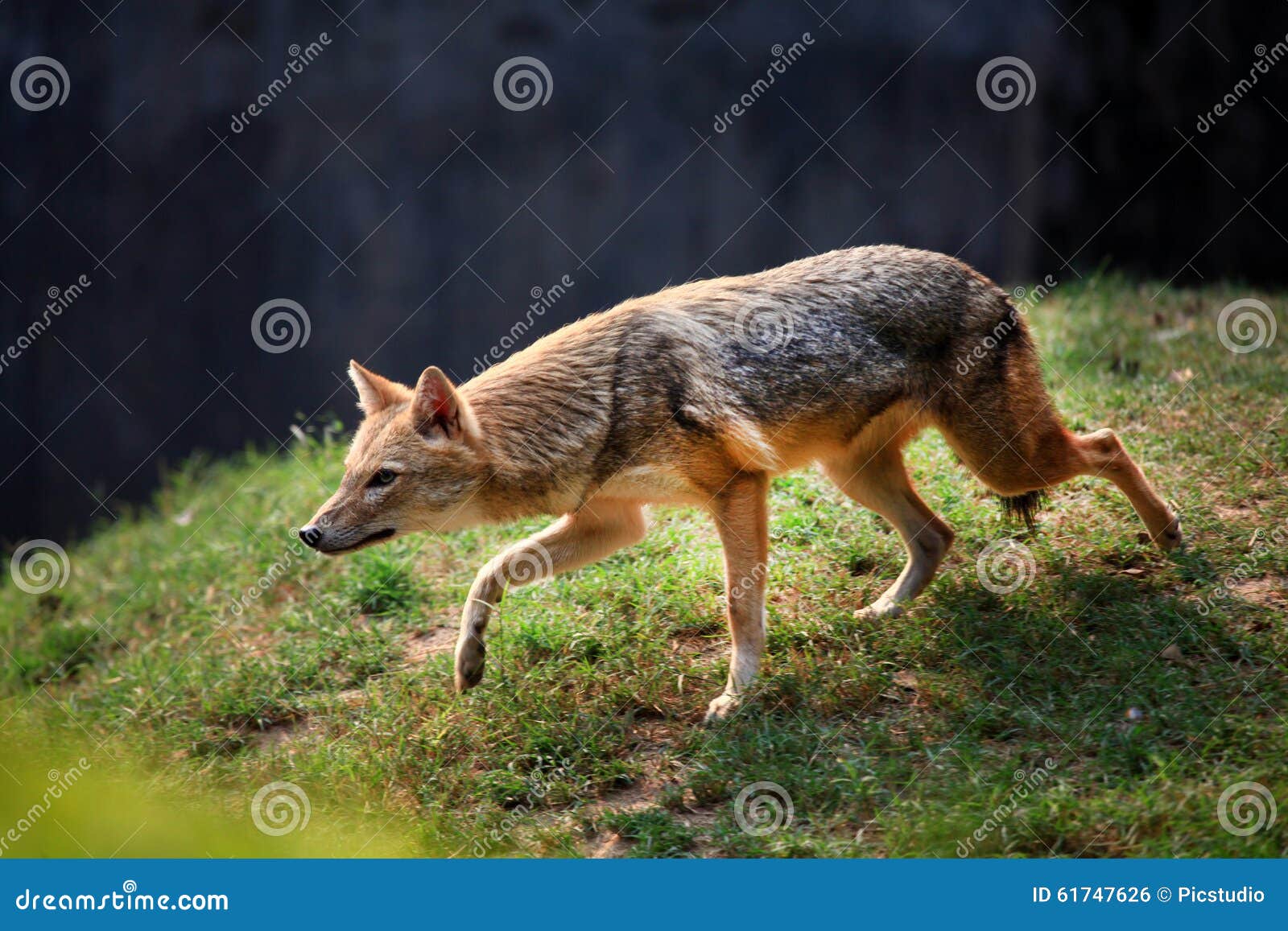 Indian jackal stock photo. Image of close, mammal, jackal - 61747626
