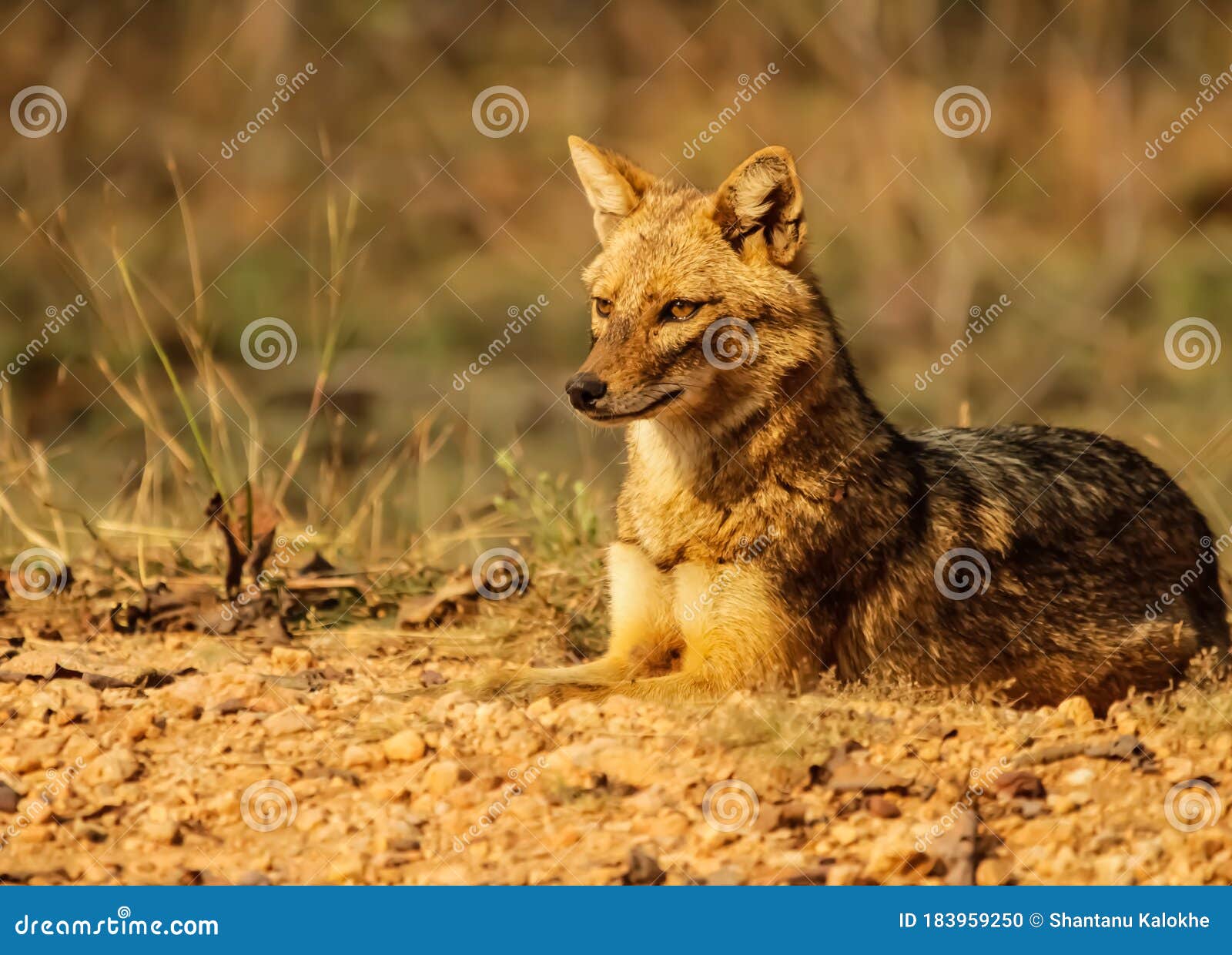 INDIAN JACKAL. stock photo. Image of carnivore, safari - 183959250