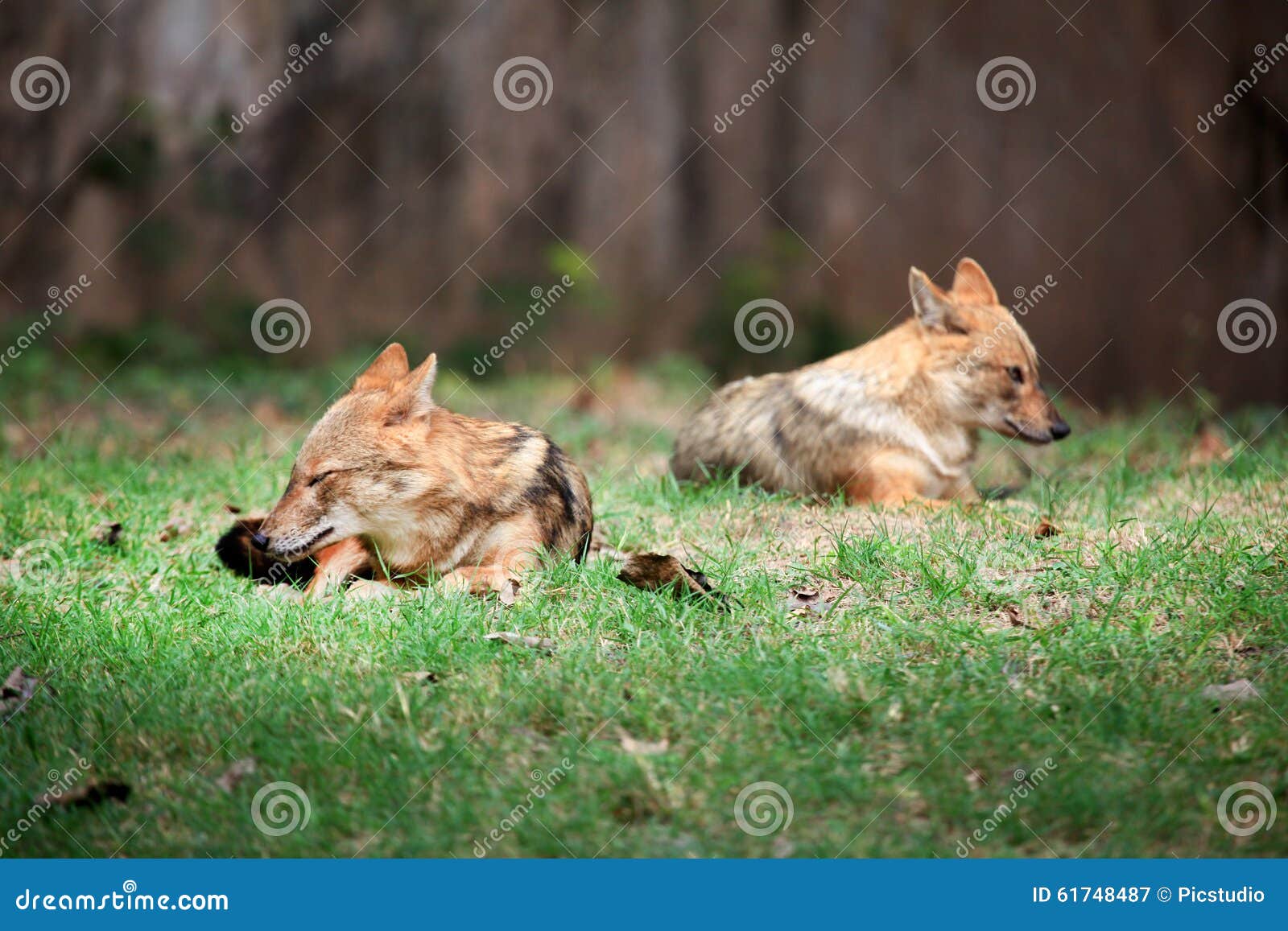 Indian jackals stock image. Image of mammal, ugly, close - 61748487