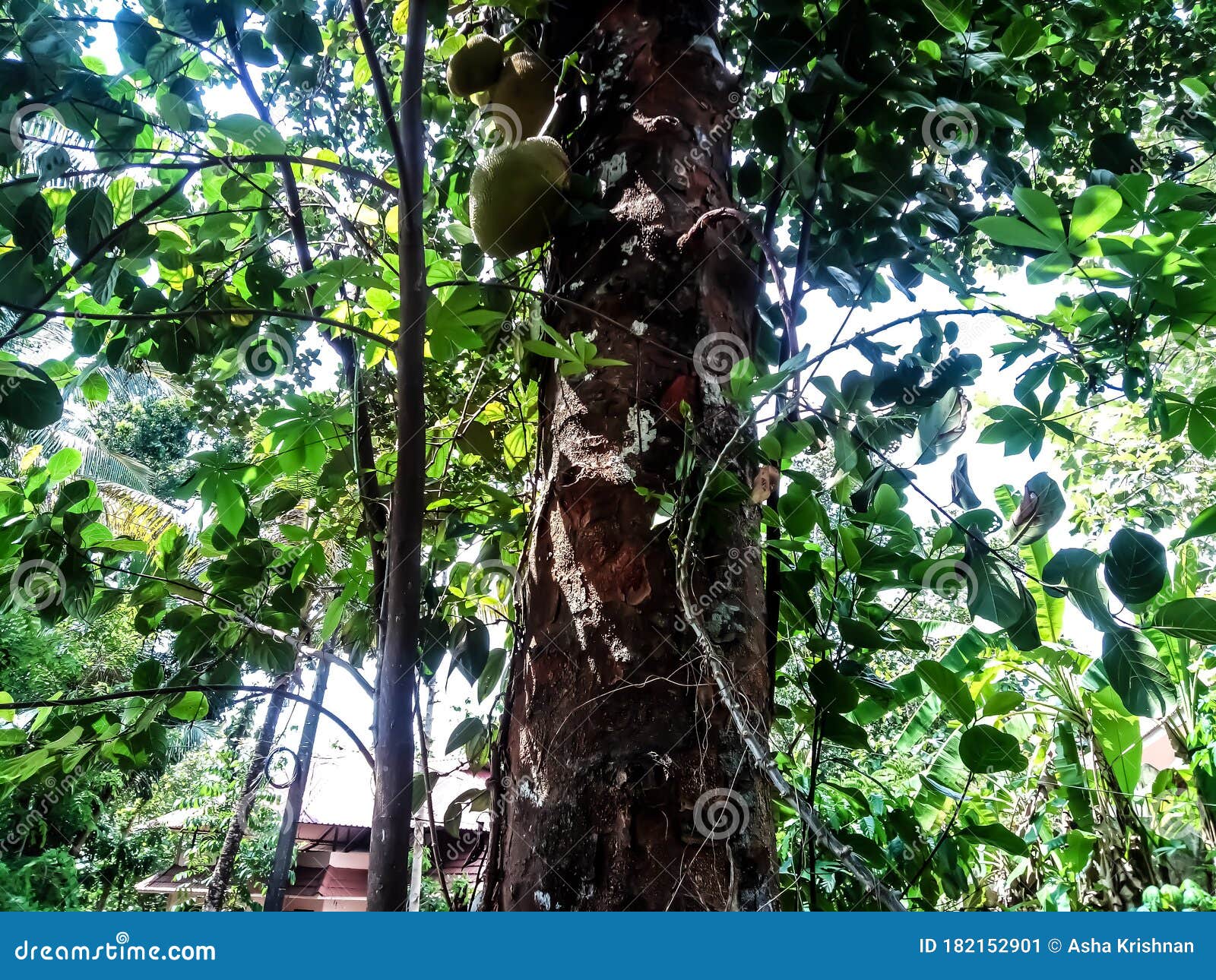 Indian Jackfruit tree stock image. Image of whisky, tree - 182152901