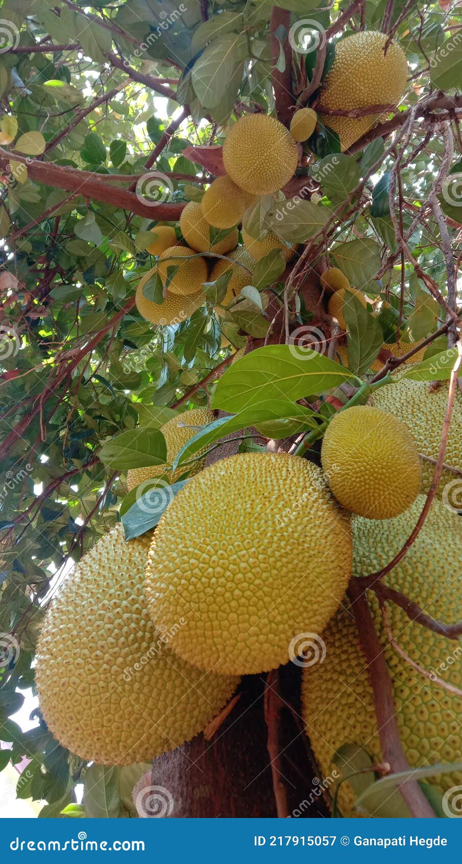 Typical Indian Jackfruit Tree Stock Image - Image of full, indian ...