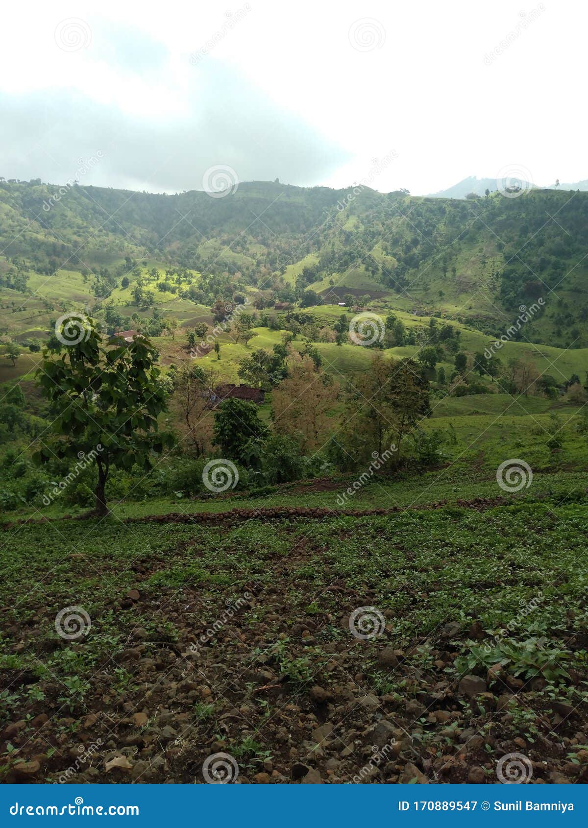 Indian Jangle Photo Grin Jangl Stock Image - Image of beautiful, indian ...