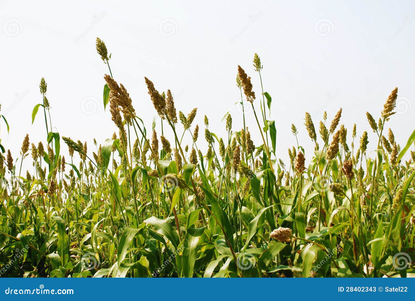 Indian Jwar stock image. Image of environmental, jawar - 28402343