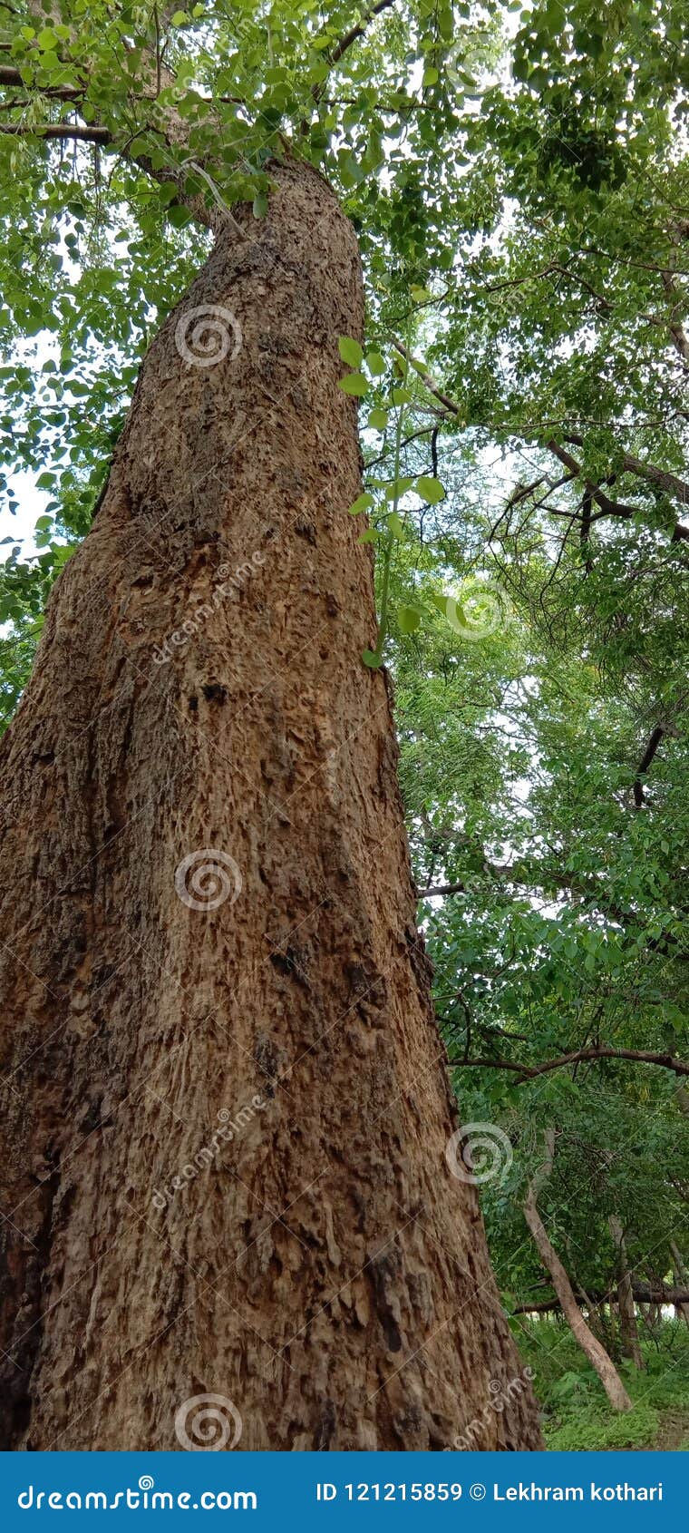 Indian kahuawa tree stock image. Image of rural, indian - 121215859