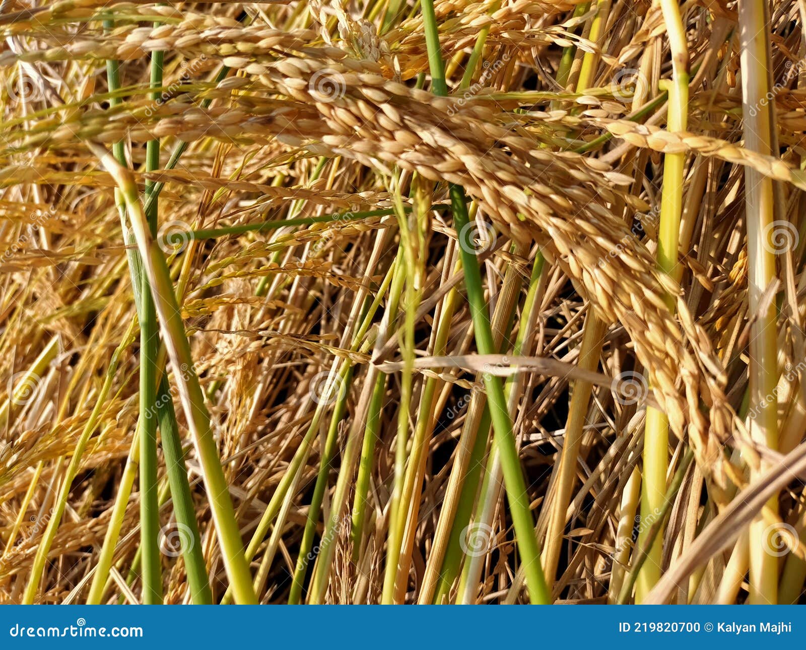 Indian khet stock photo. Image of field, branch, soil - 219820700