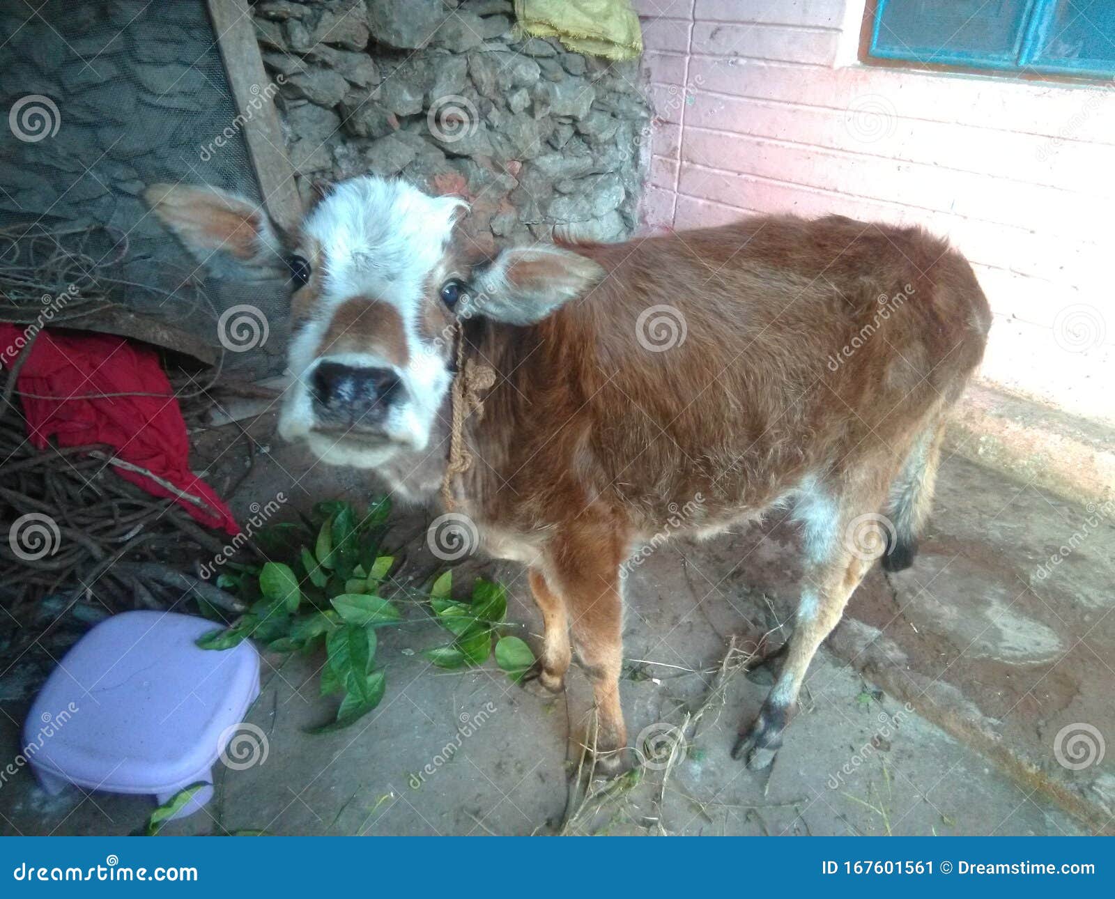 Indian Kids of Cow in a Home Stock Image - Image of ayurveda, indian ...