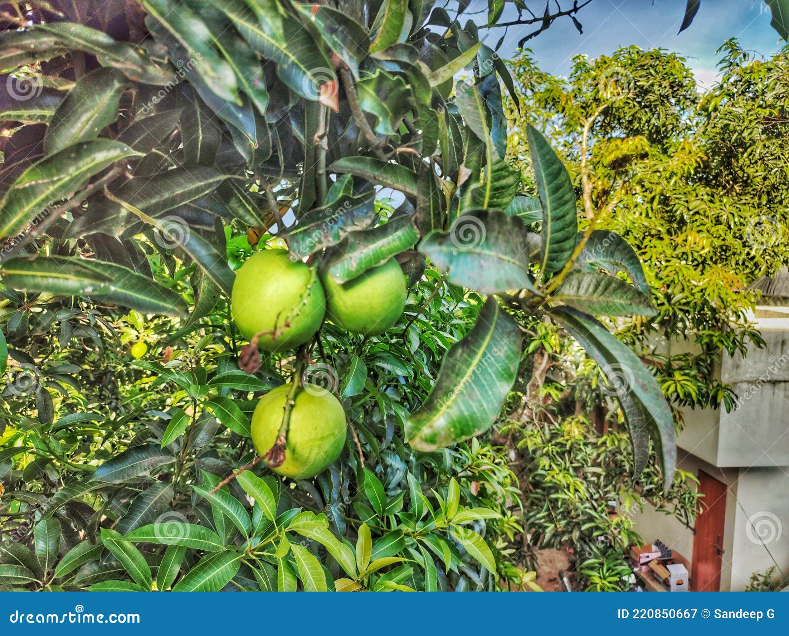 Froots Mango Stock Photos - Free & Royalty-Free Stock Photos from ...