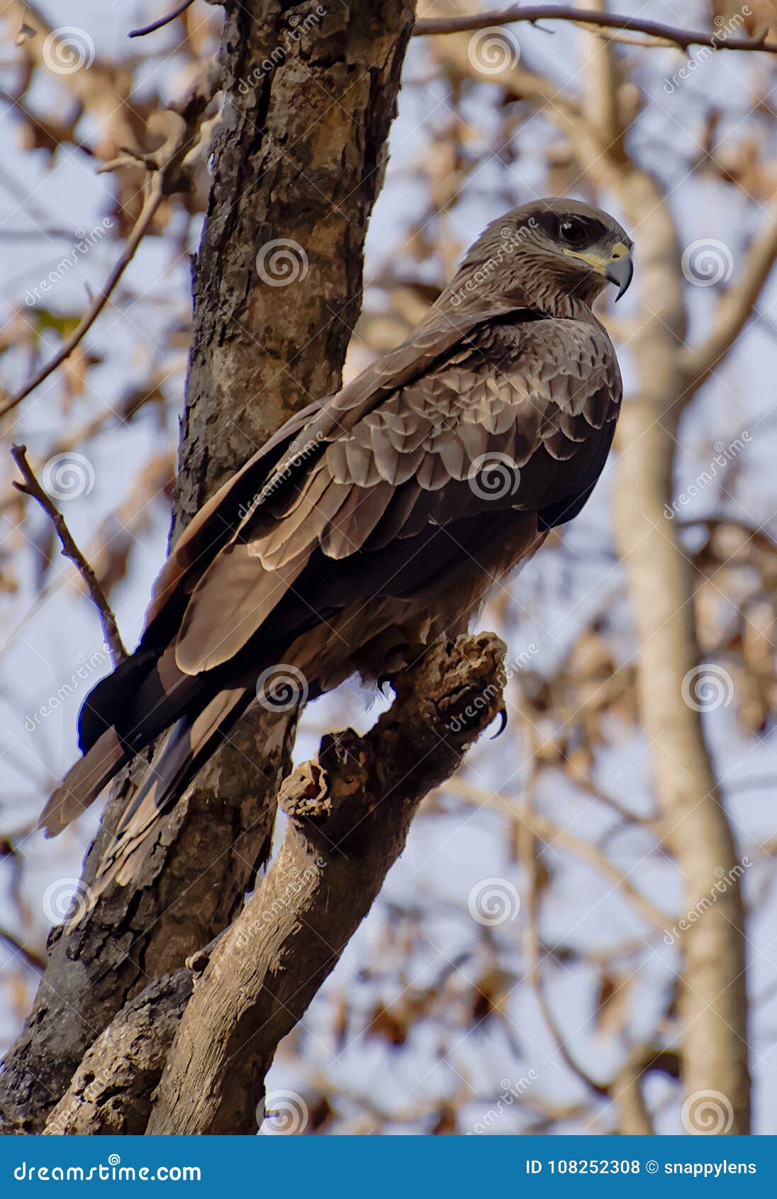 Indian Hawk Moth Caterpillar Or Larva Hanging Royalty-Free Stock Image ...