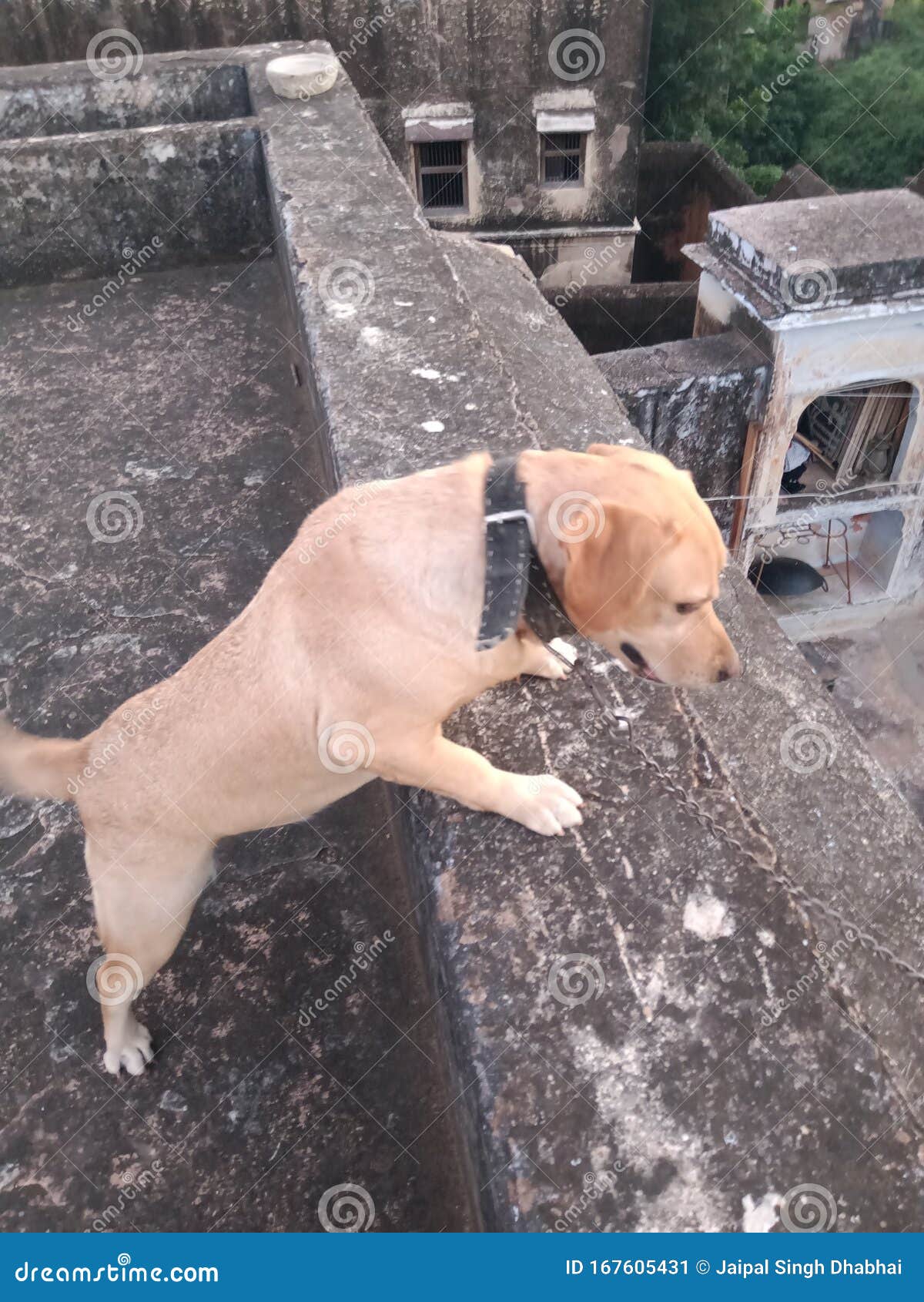 Indian Labrador in terrace stock image. Image of terrace - 167605431