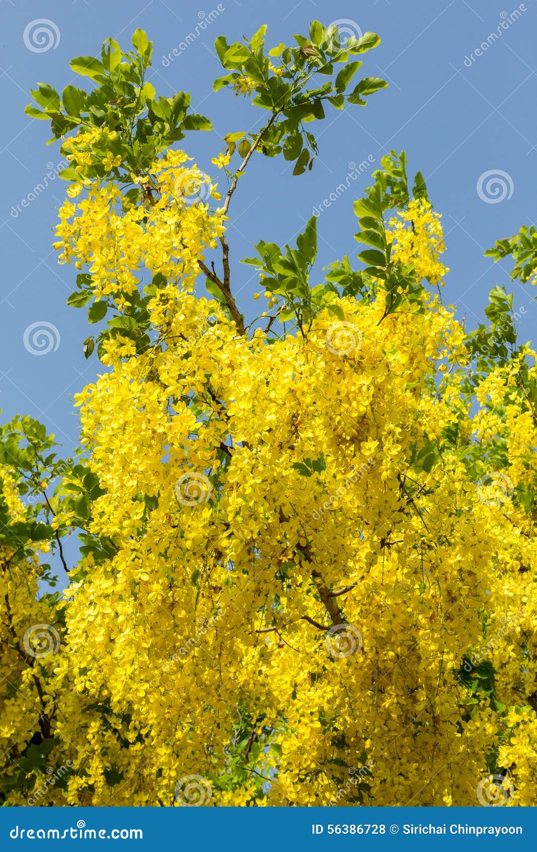 Indian laburnum flower stock photo. Image of branch, leaf - 56386728