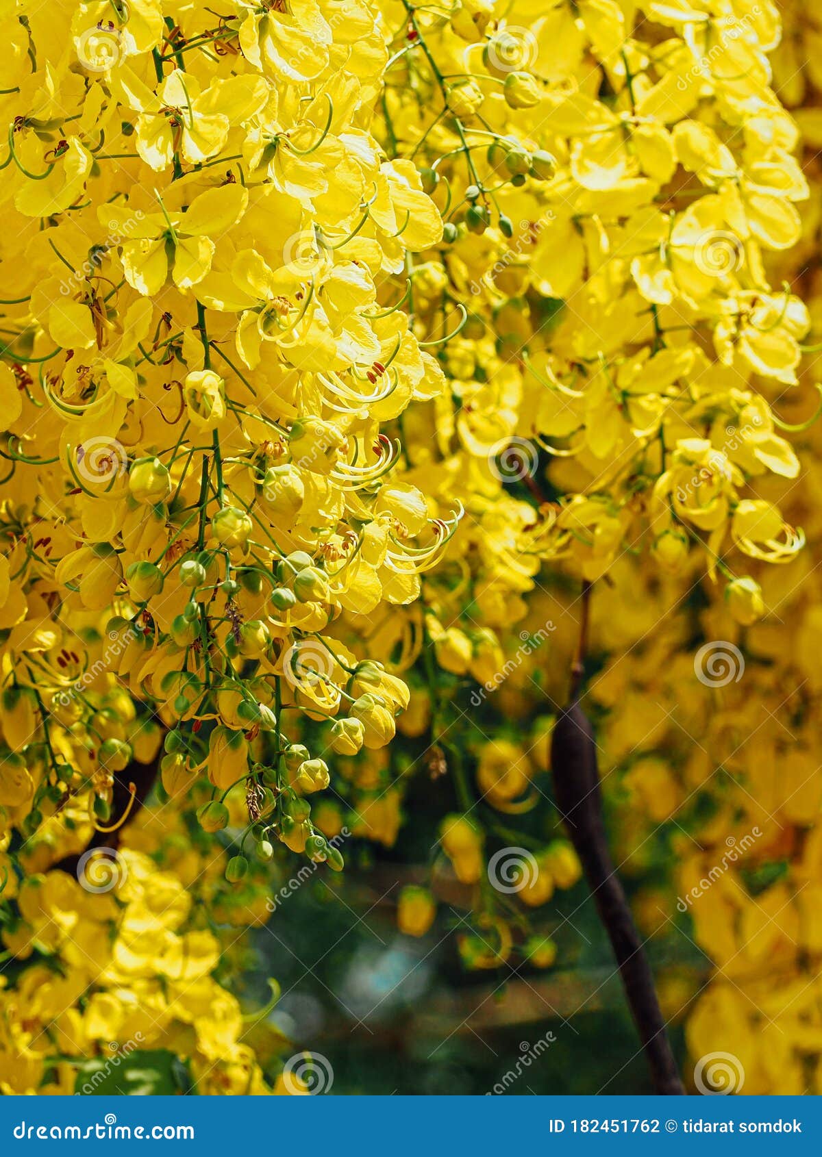Indian laburnum stock photo. Image of laburnum, flower - 182451762