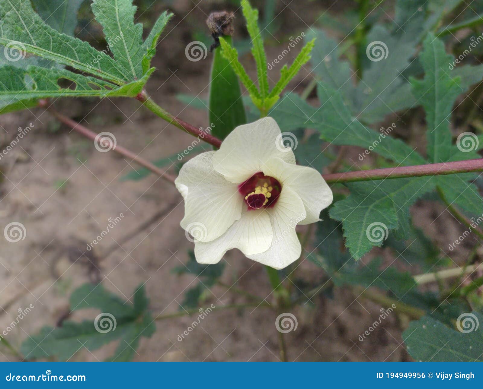 Indian lady finger flower stock photo. Image of herb - 194949956