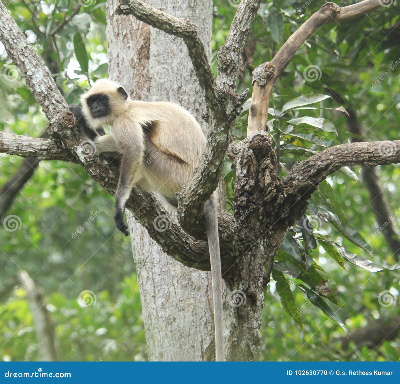 Indian langur -9 stock photo. Image of fauna, tree, indian - 102630770