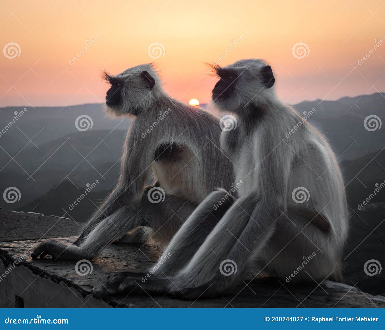 Indian Langur Monkeys Sitting at Sunset Stock Image - Image of peaceful ...