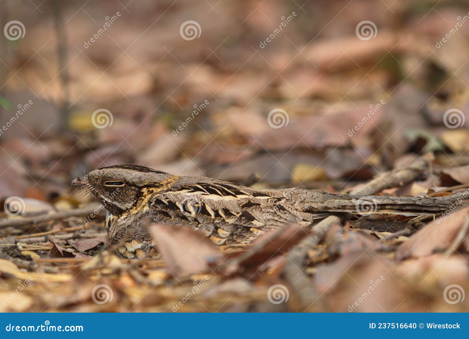 Indian and Large Tailed Nightjar Stock Photo - Image of night, indian ...