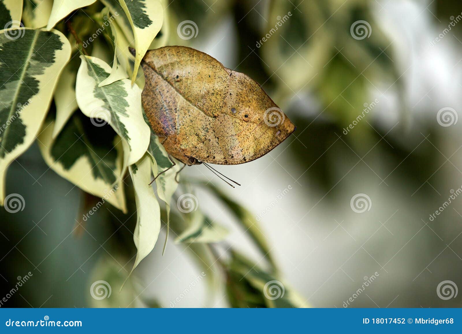 Indian Leaf butterfly stock photo. Image of forest, pretty - 18017452
