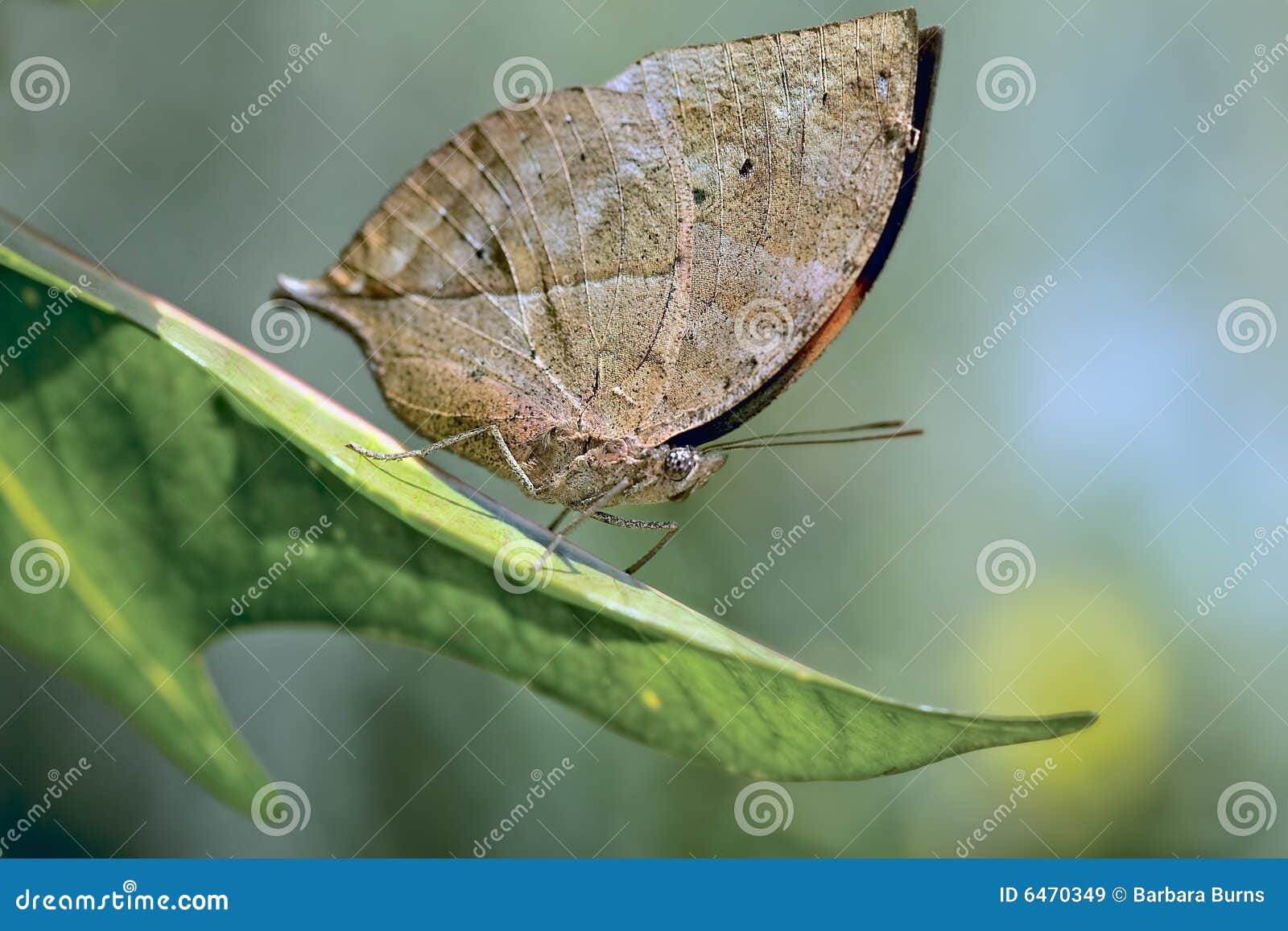Indian Leaf Butterfly stock image. Image of camouflage - 6470349