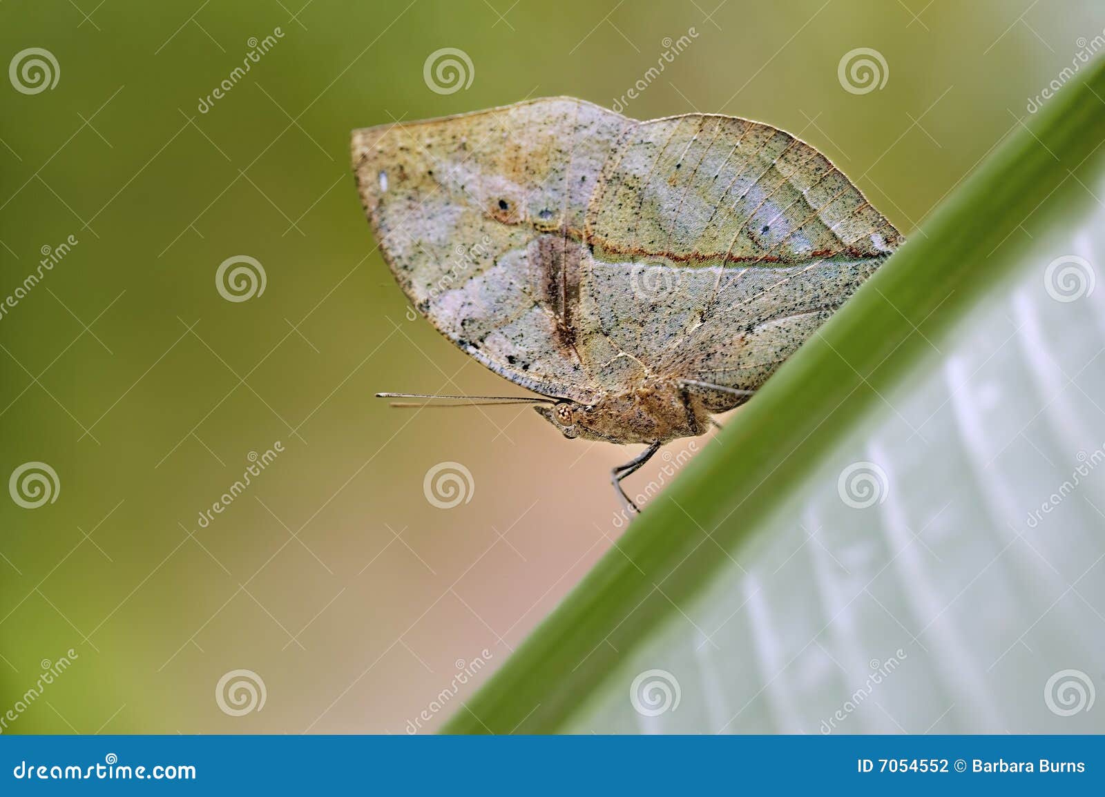 Indian Leaf Butterfly stock photo. Image of tropical, butterfly - 7054552