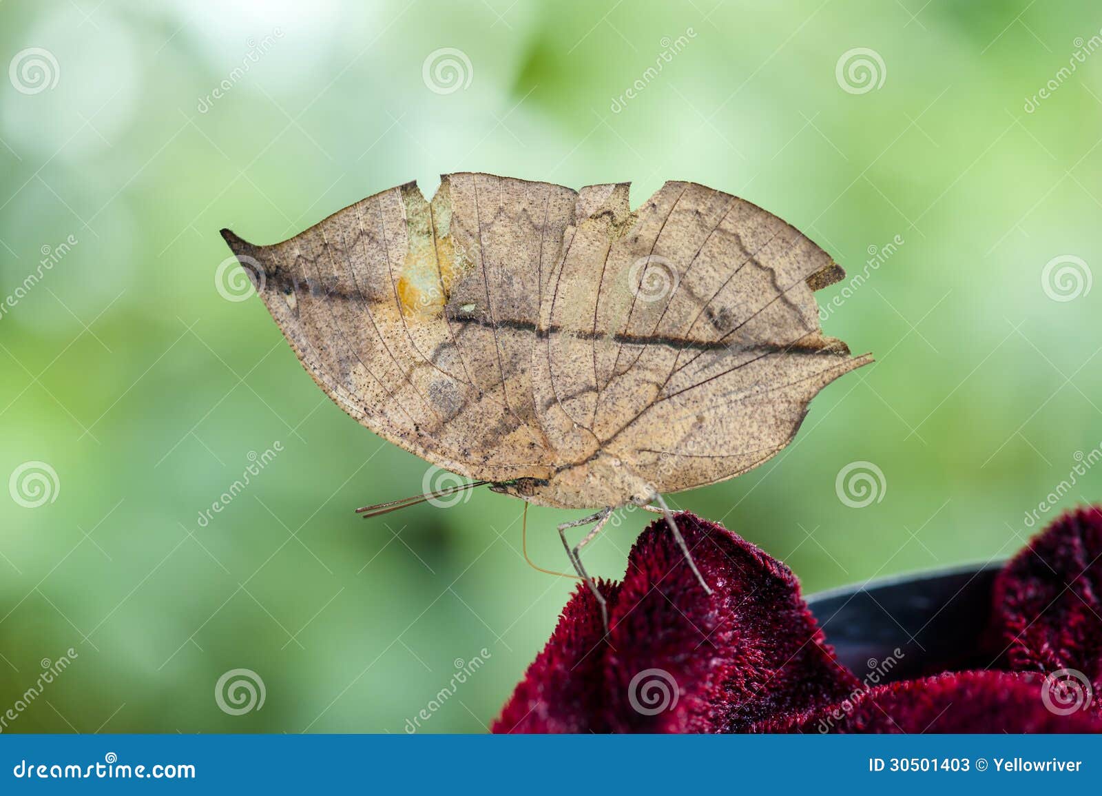 Indian Leaf Butterfly stock image. Image of garden, macro - 30501403