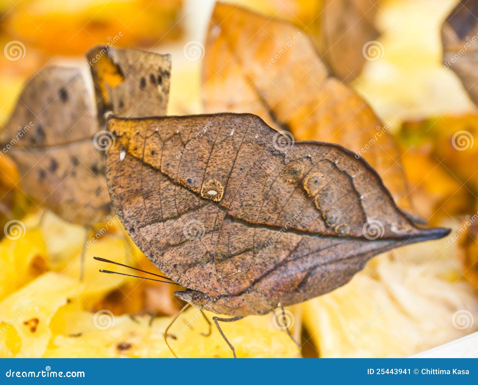 Indian leafwing butterfly stock image. Image of wings - 25443941