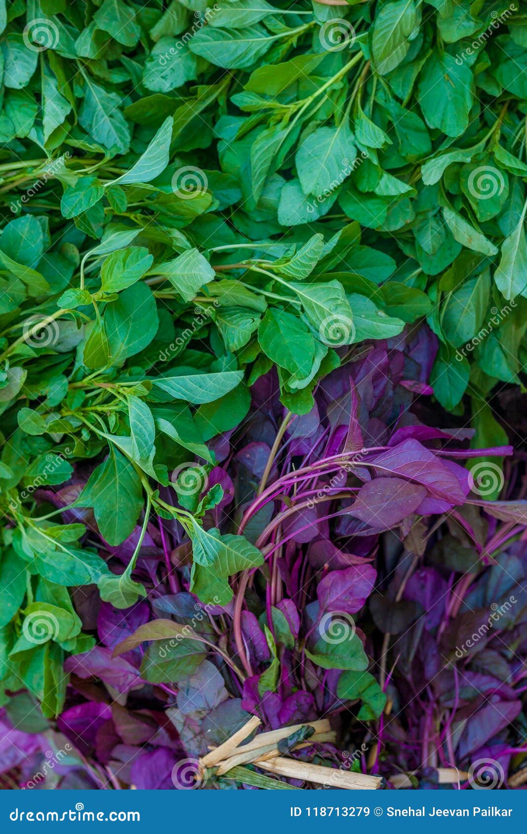 Indian Leafy Vegetable Background Stock Image - Image of food, plant ...