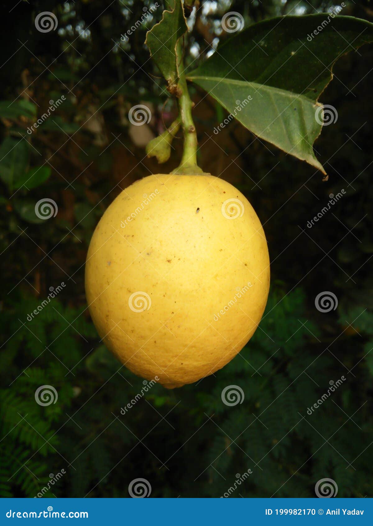A Indian Lemon Natural Fruit Stock Photo - Image of small, species ...
