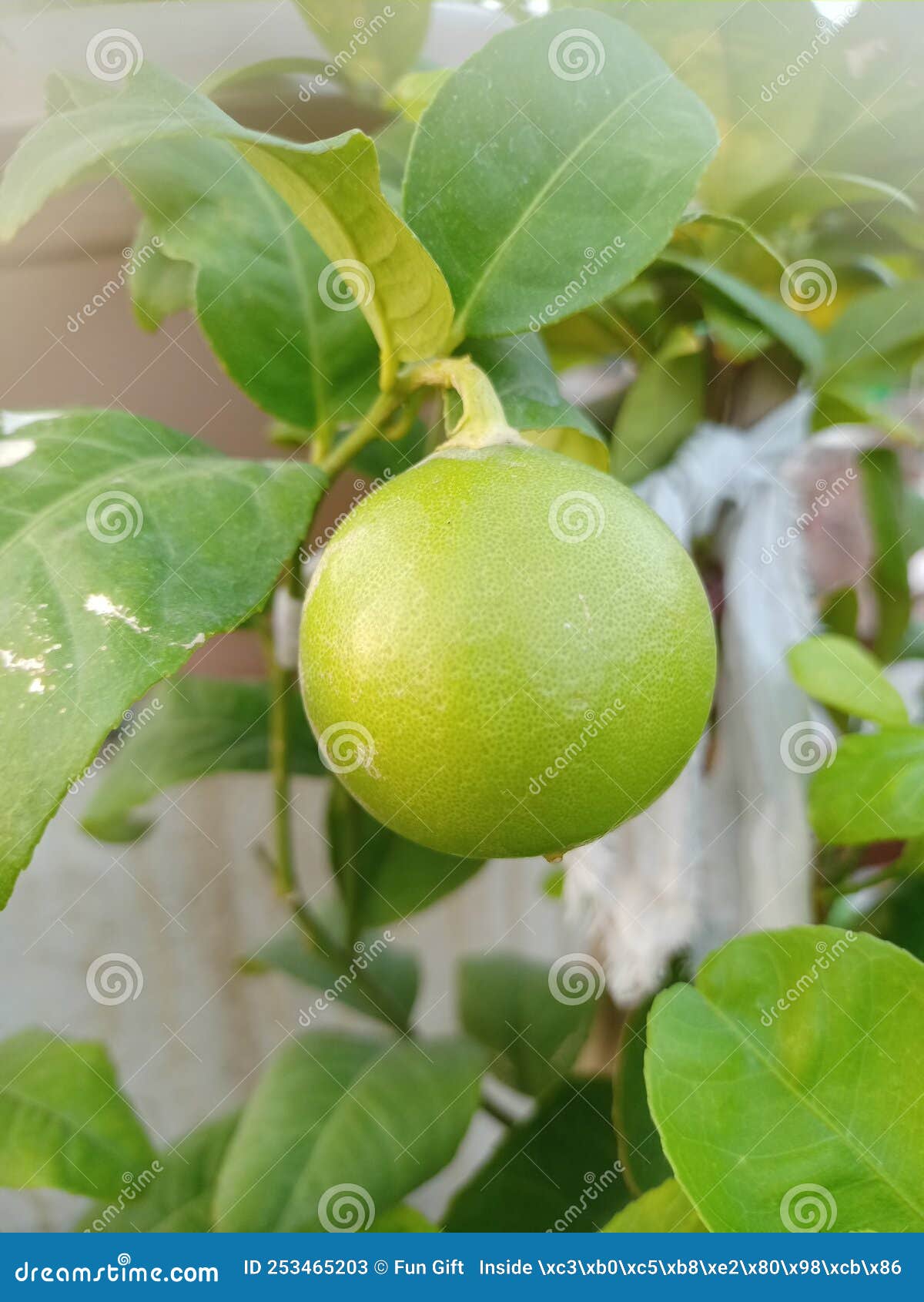 Indian lemon tree stock image. Image of deciduous, yellow - 253465203