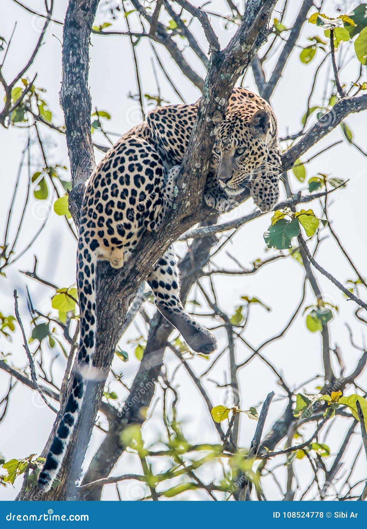 Indian Leopard in Bandipur Forest Stock Photo - Image of mammal ...