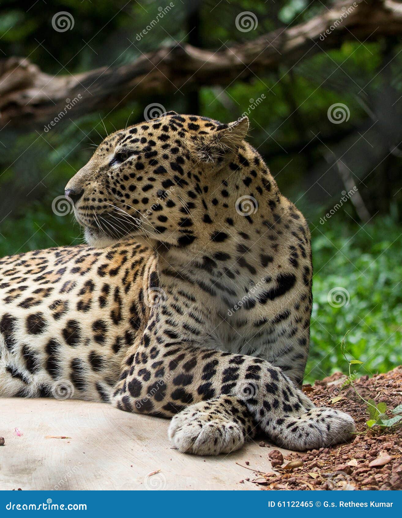 Indian leopard stock image. Image of spotted, wildlife - 61122465