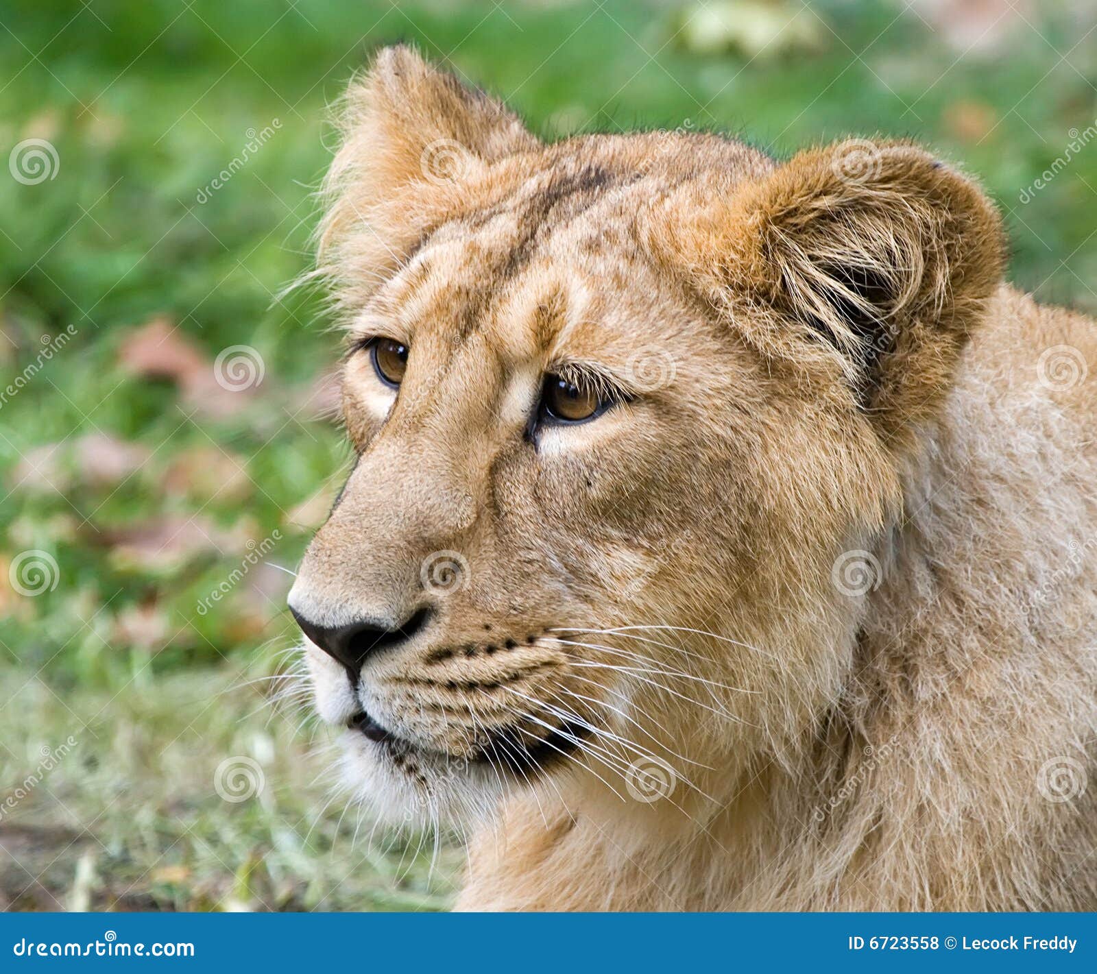 Indian lion2 stock photo. Image of head, hunter, indian - 6723558