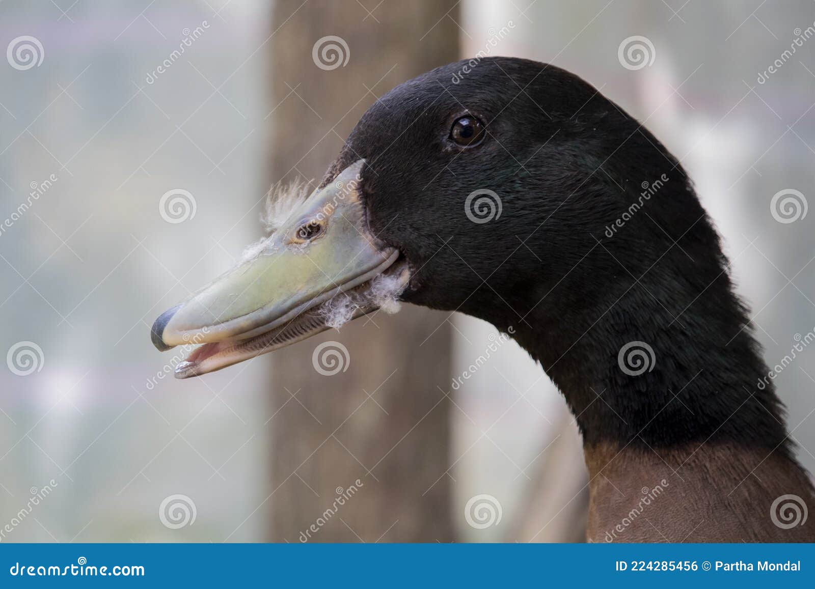 The Indian little duck stock photo. Image of ducks, water - 224285456