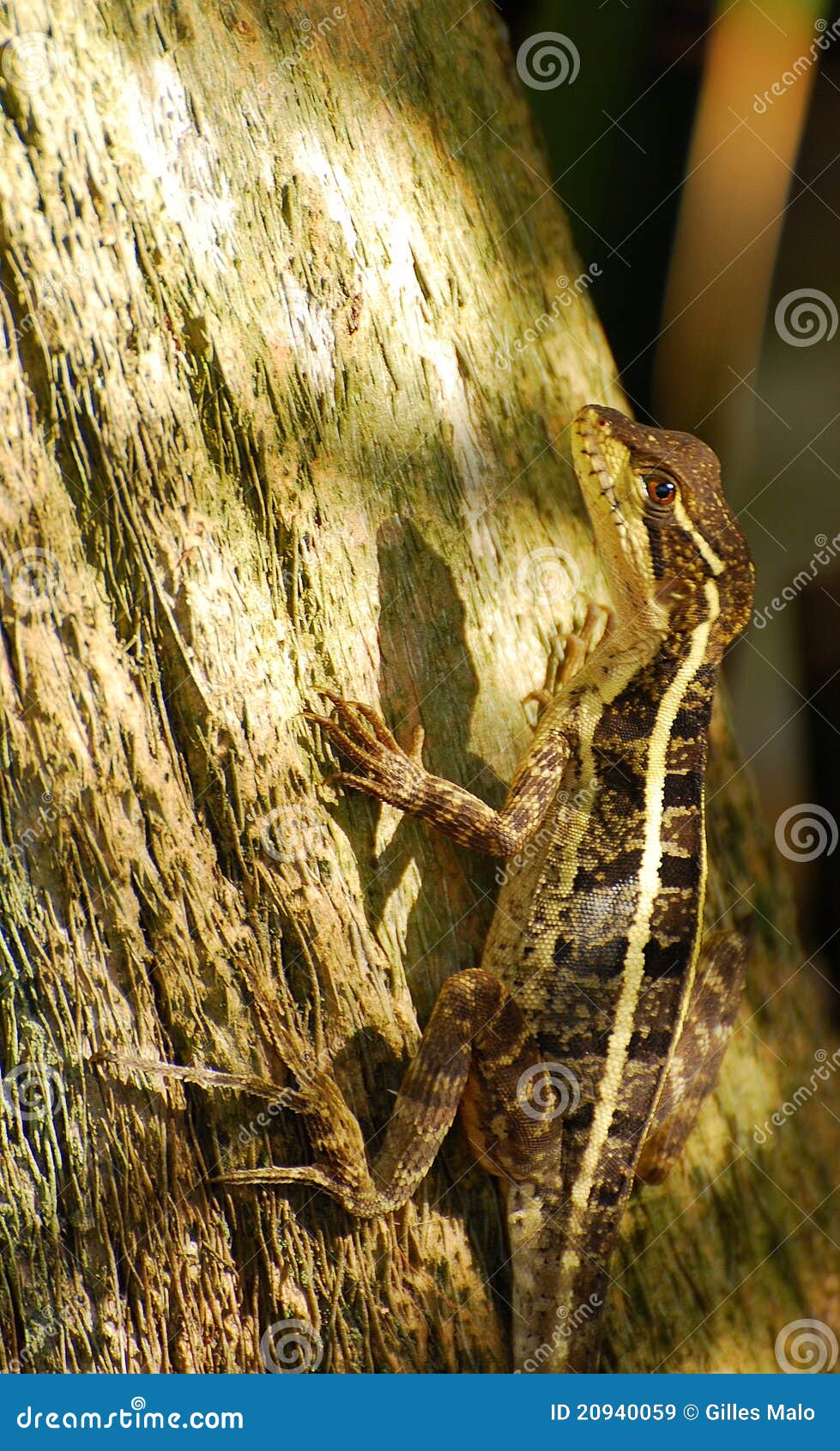 Indian Lizard stock image. Image of blood, nature, macros - 20940059