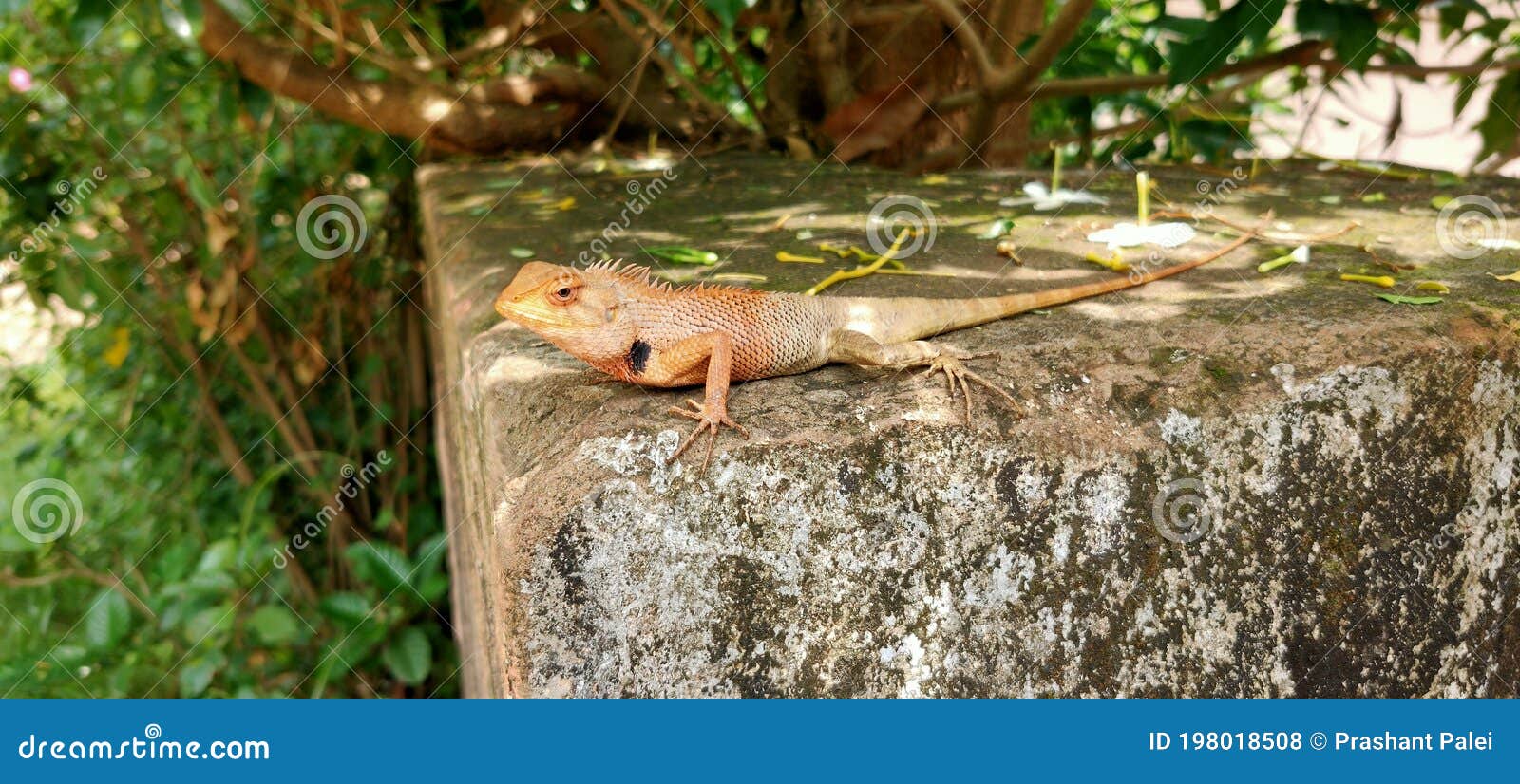 Indian Lizard Rest on a Wall Summer Time Stock Photo - Image of summer ...