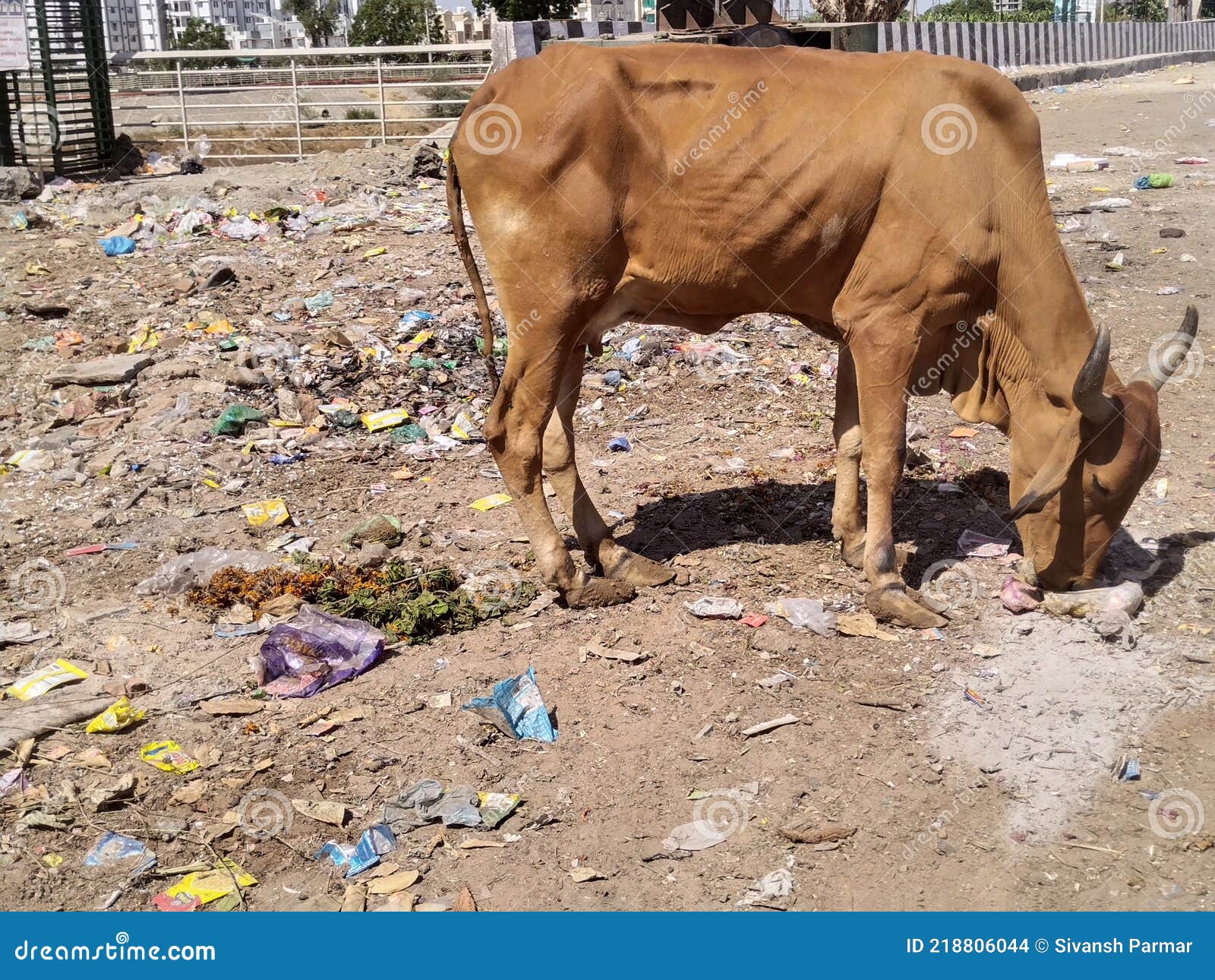 Indian local cow stock photo. Image of horse, goats - 218806044