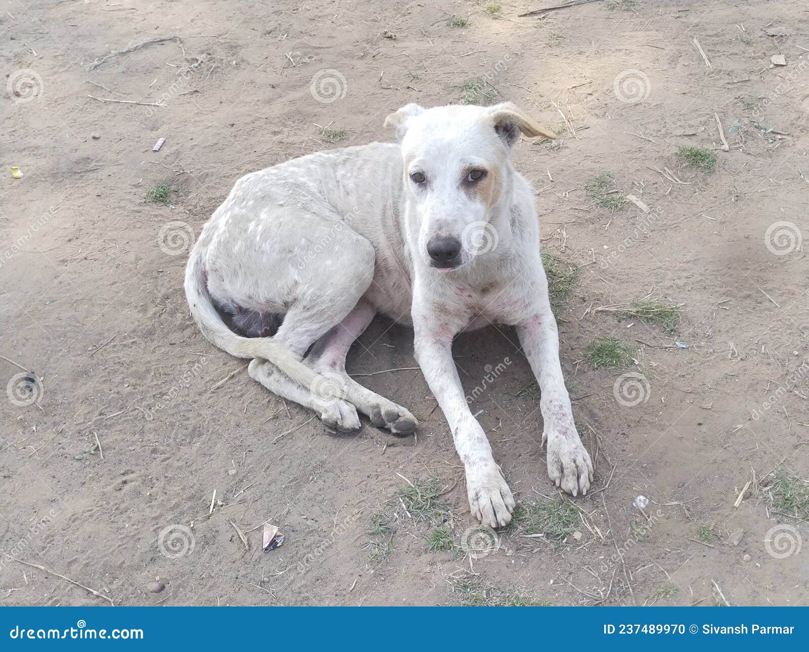 Indian local dog stock photo. Image of indian, vadodara - 237489970