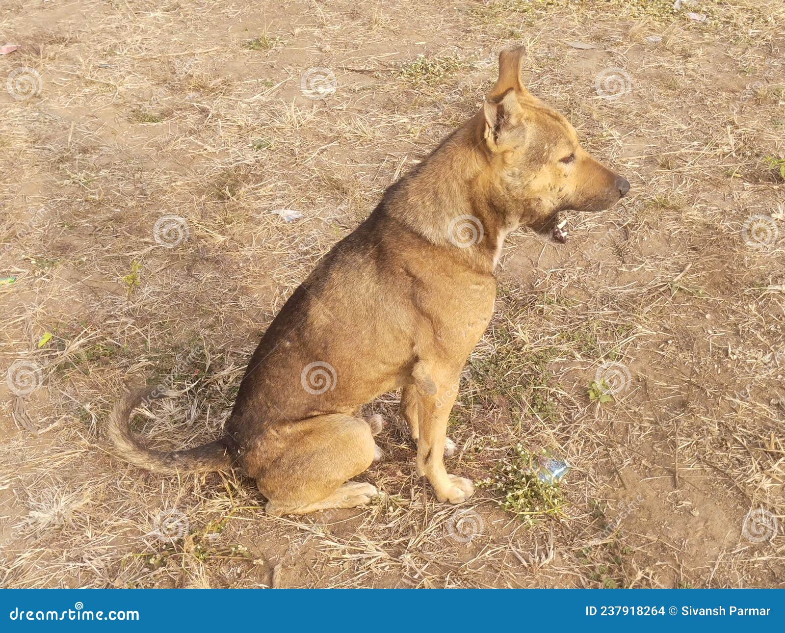 Indian local dog stock photo. Image of whiskers, wildlife - 237918264