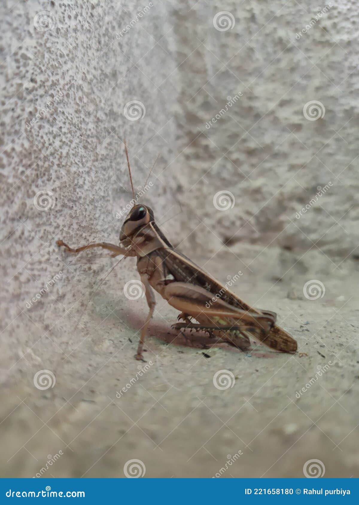 Indian locust png image stock photo. Image of locust - 221658180